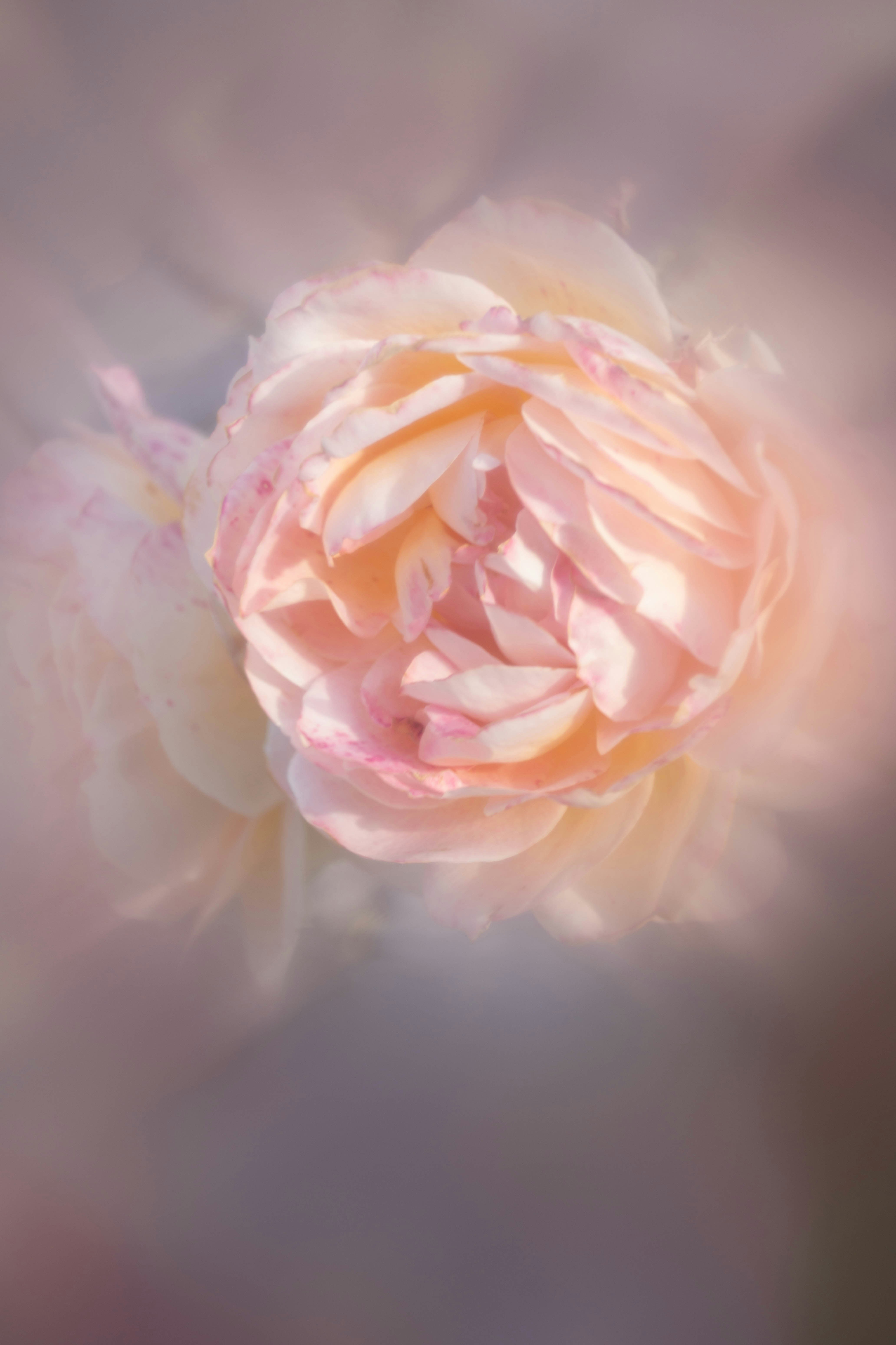 Soft-petal Bloom: a pale pink rose in dreamy glow