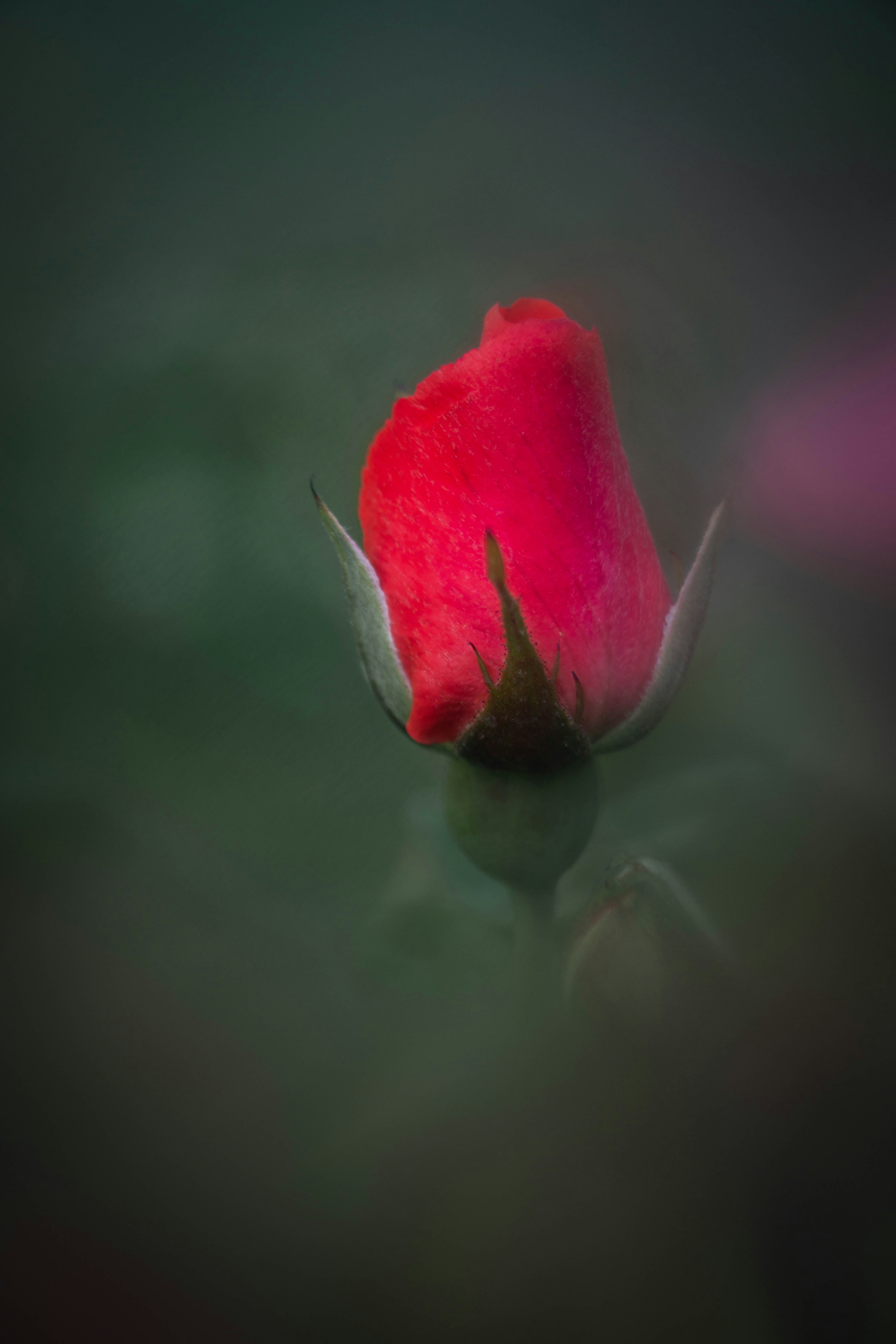 Crimson Rosebud Emerging from a Veiled Morning