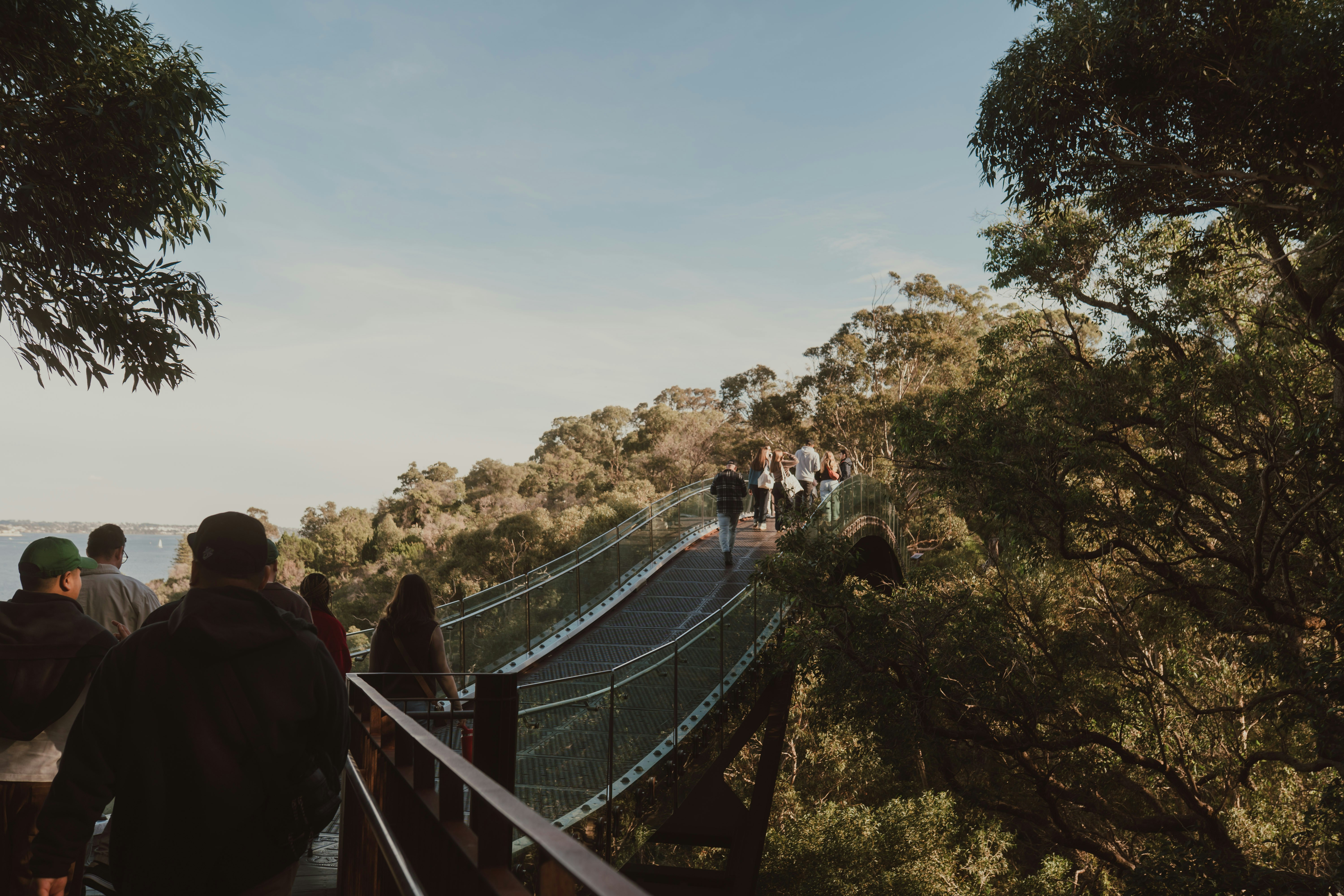 Bridge Above the Tree Canopy: Walkers Crossing at Distant Horizon