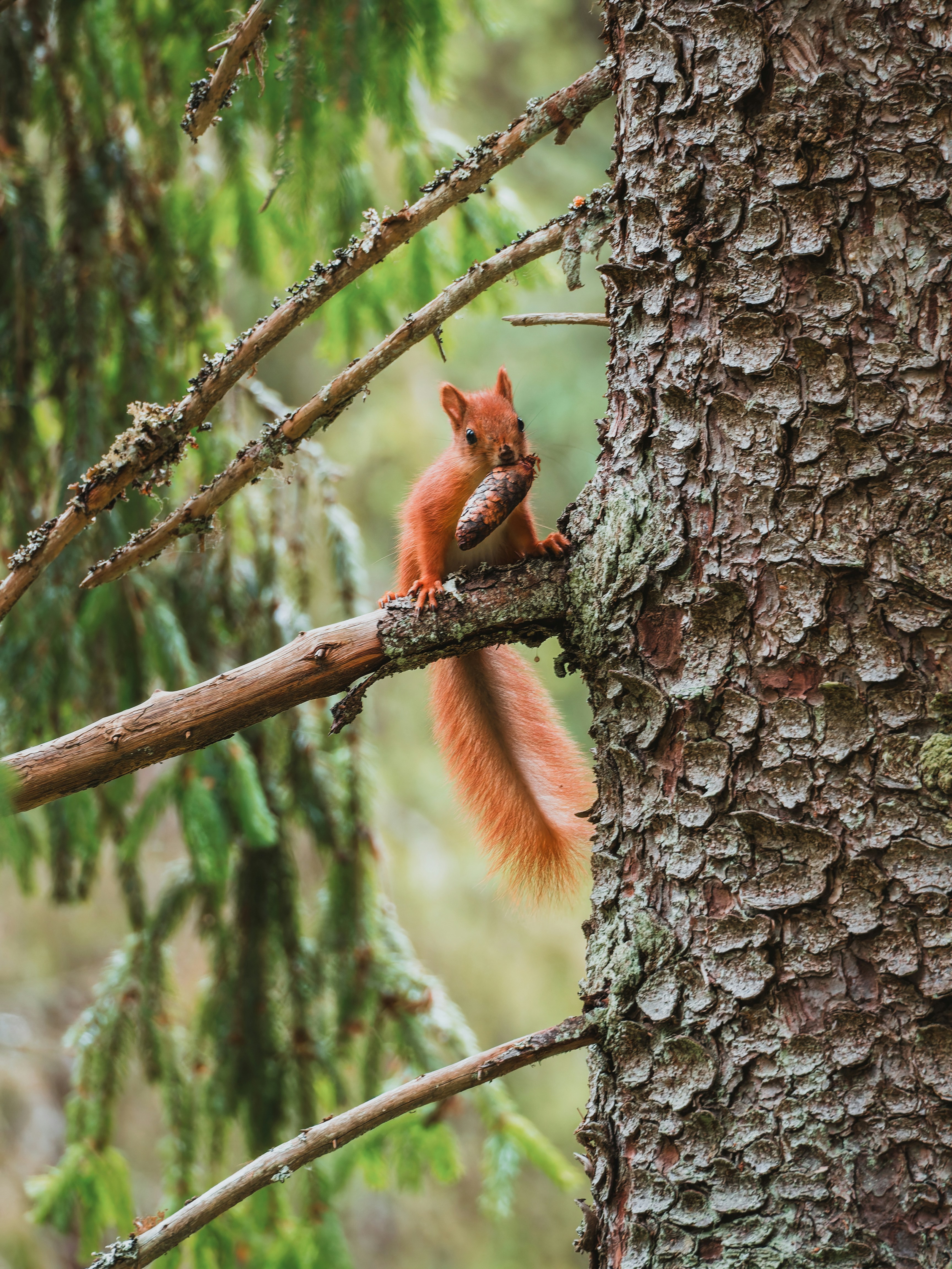 Red Squirrel Clutching a Branch: A Moment Amid Rough Bark