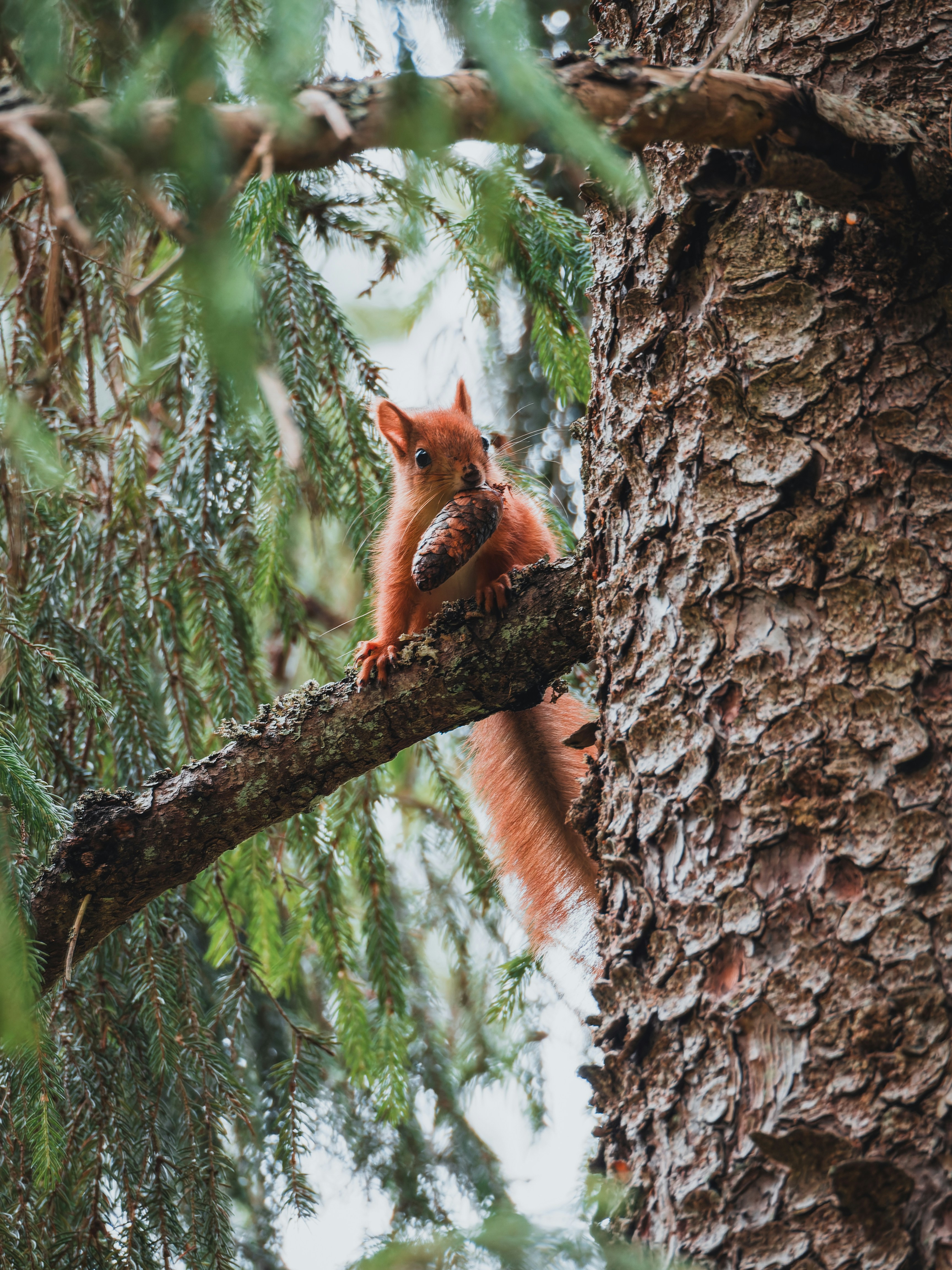 Red Squirrel Perched on a Mossy Branch Amid Pine Trunk