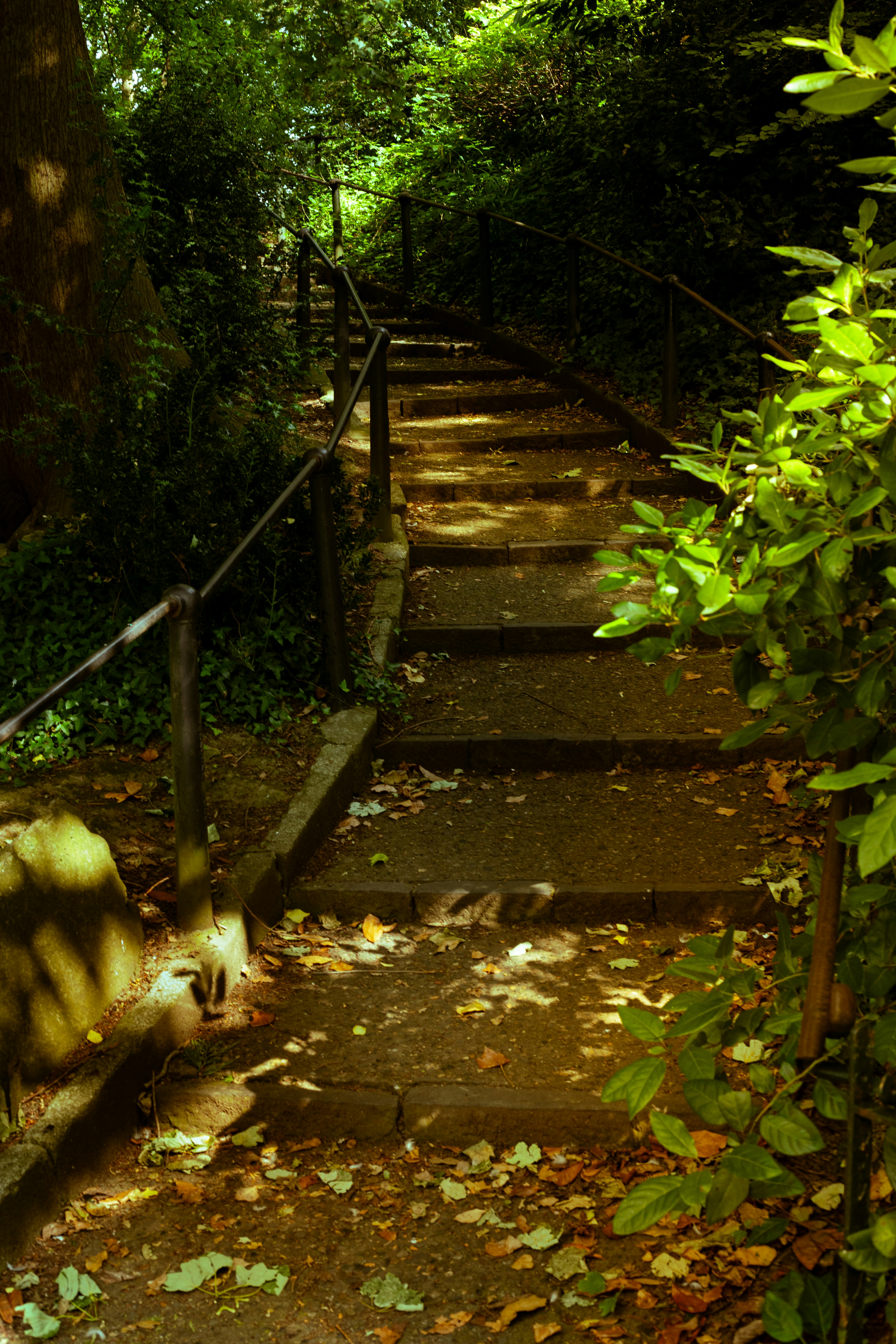Sunlit Stone Steps Winding Through a Quiet Green Path