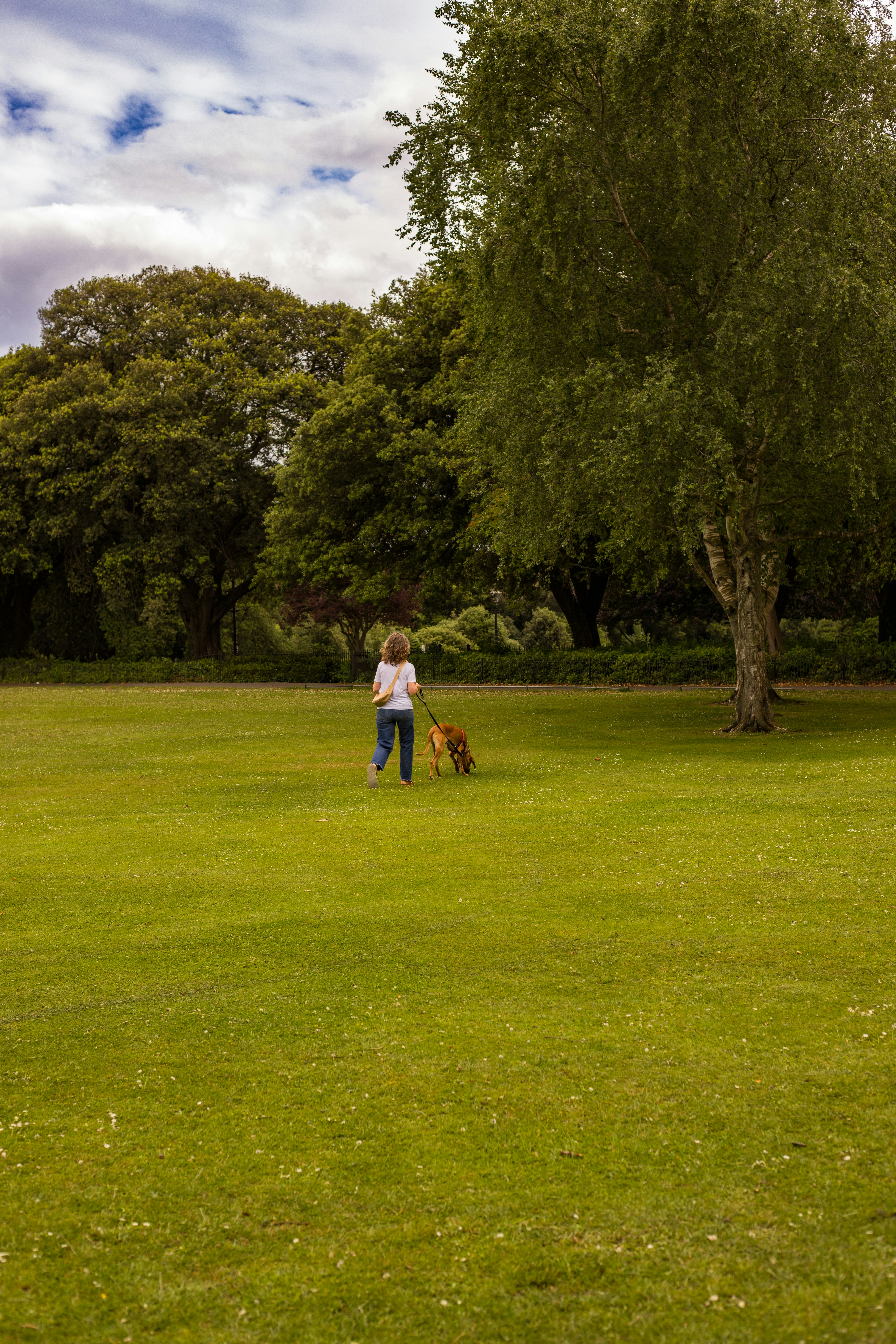 Quiet Park Moment: A Woman Walks a Dog Beneath Giant Oaks
