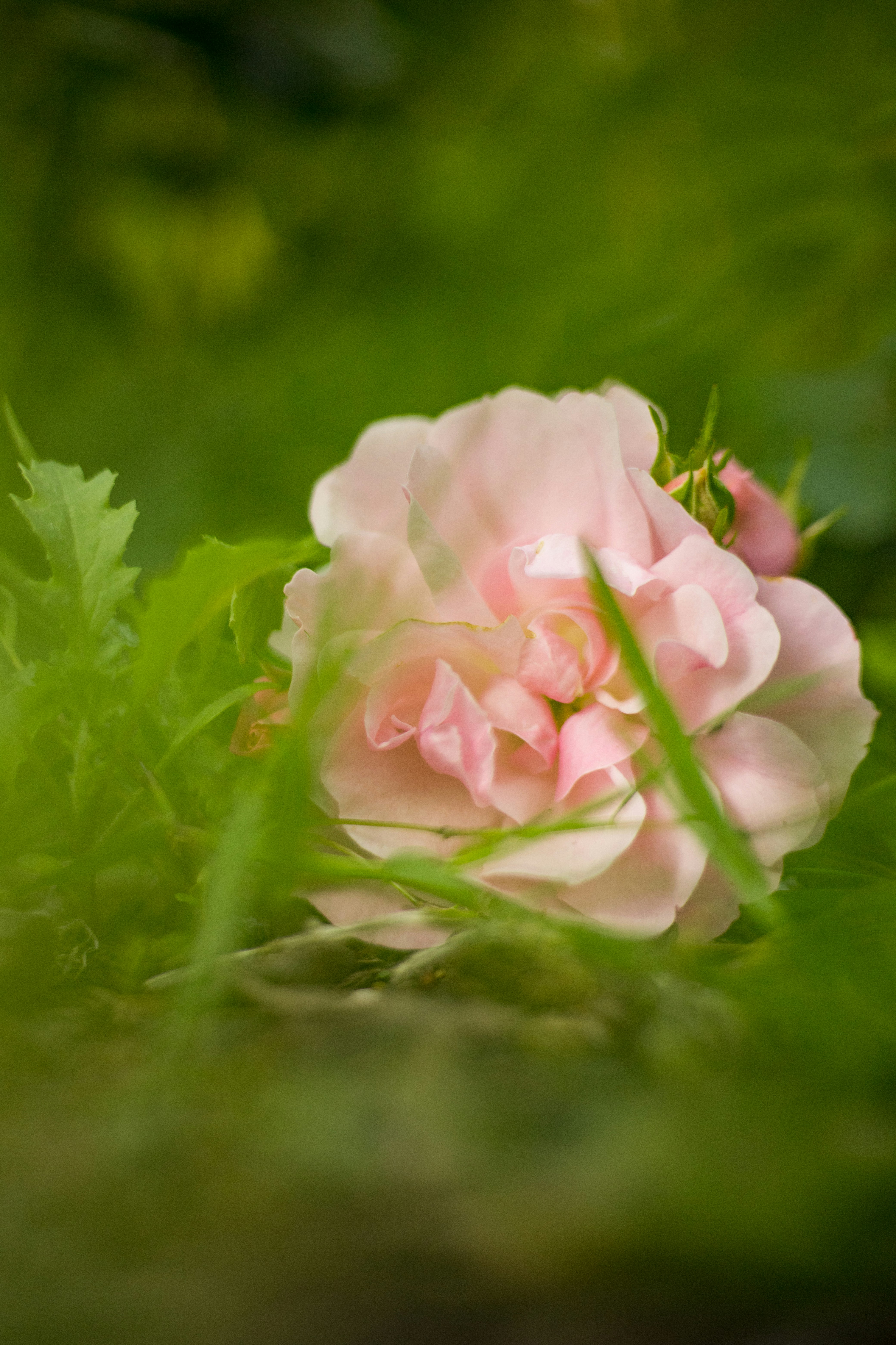 Soft Pink Rose Hidden in the Green Veil