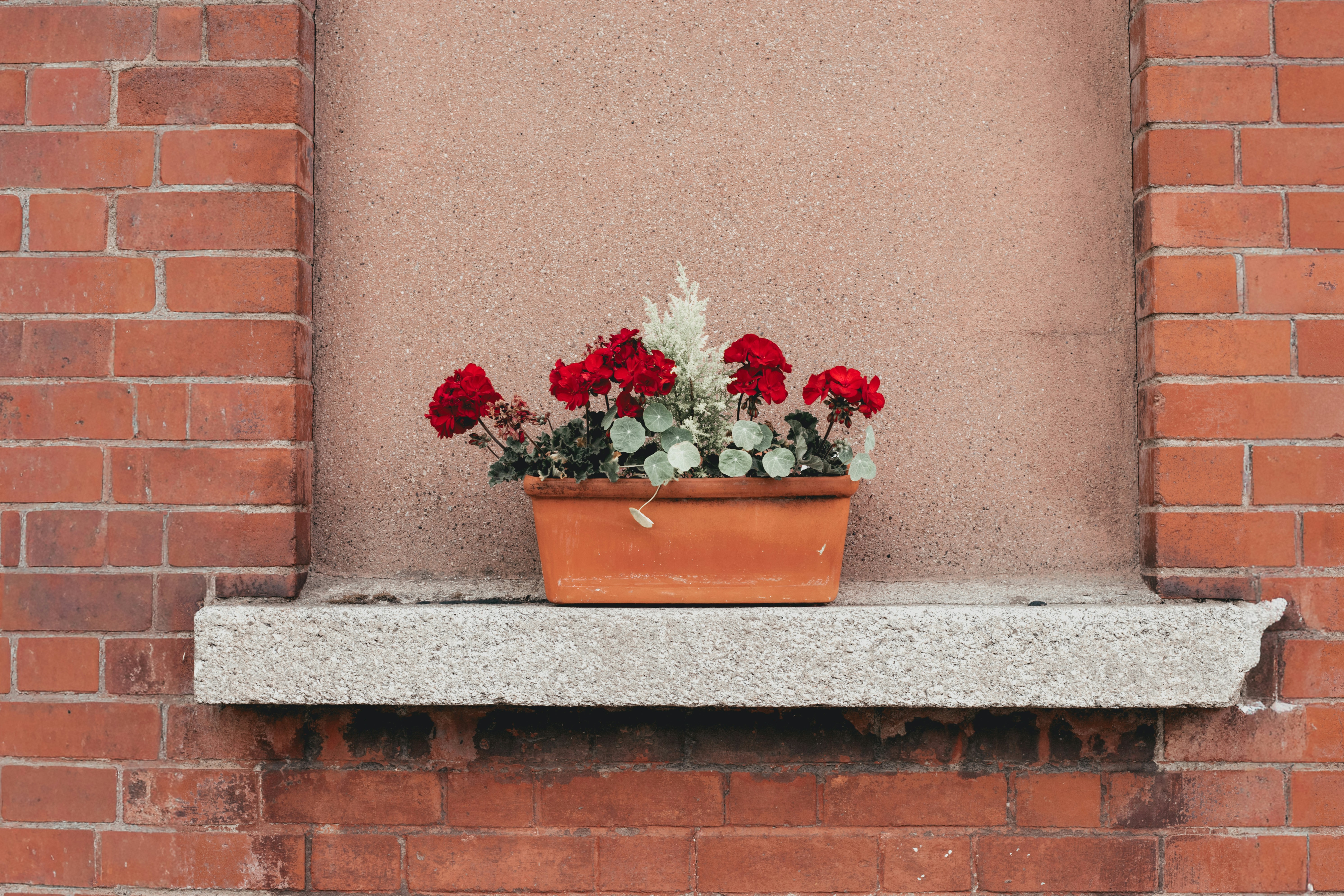 Where Scarlet Blooms Cradle the Weathered Stone . . .