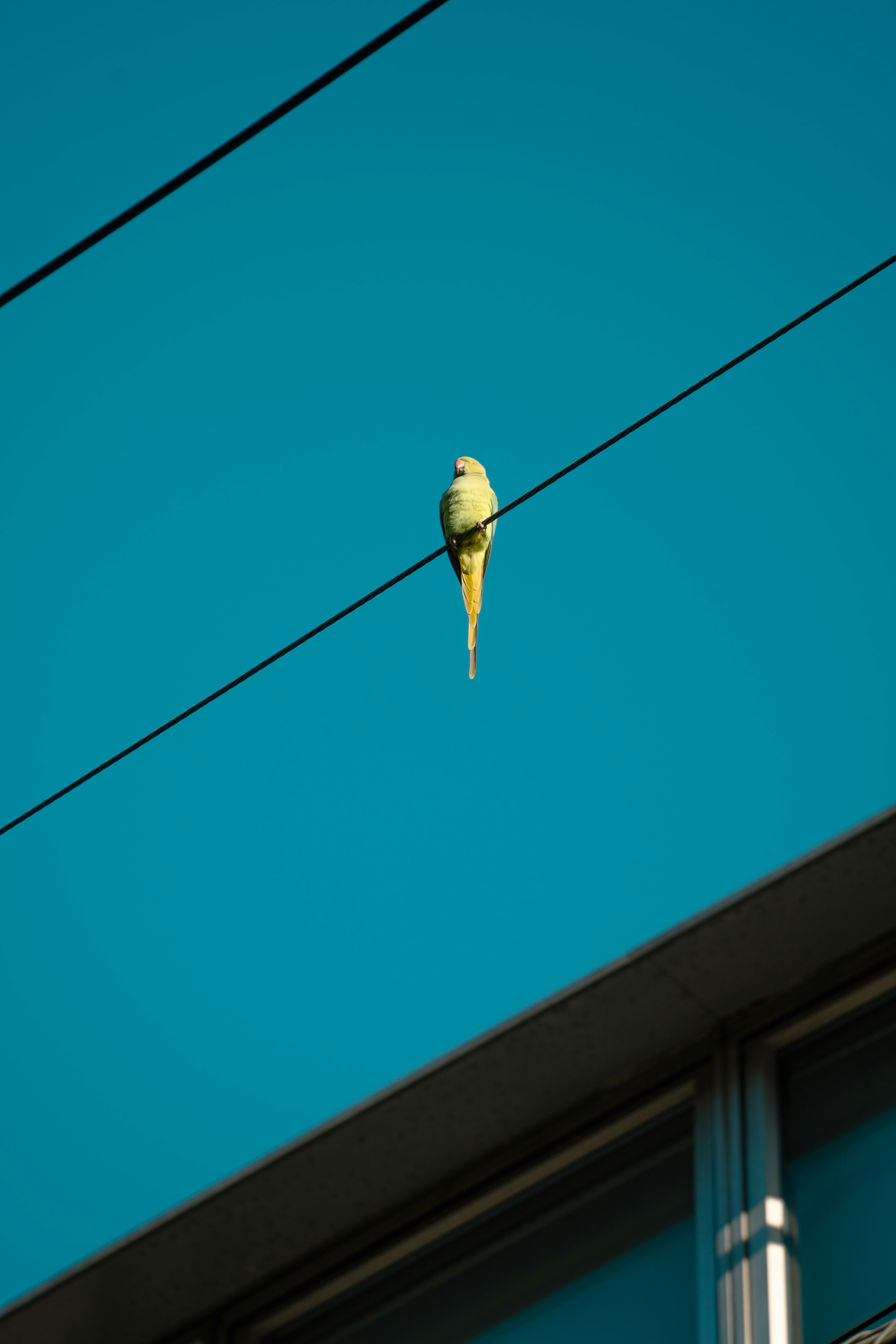Single bird on a taut wire against a turquoise urban sky