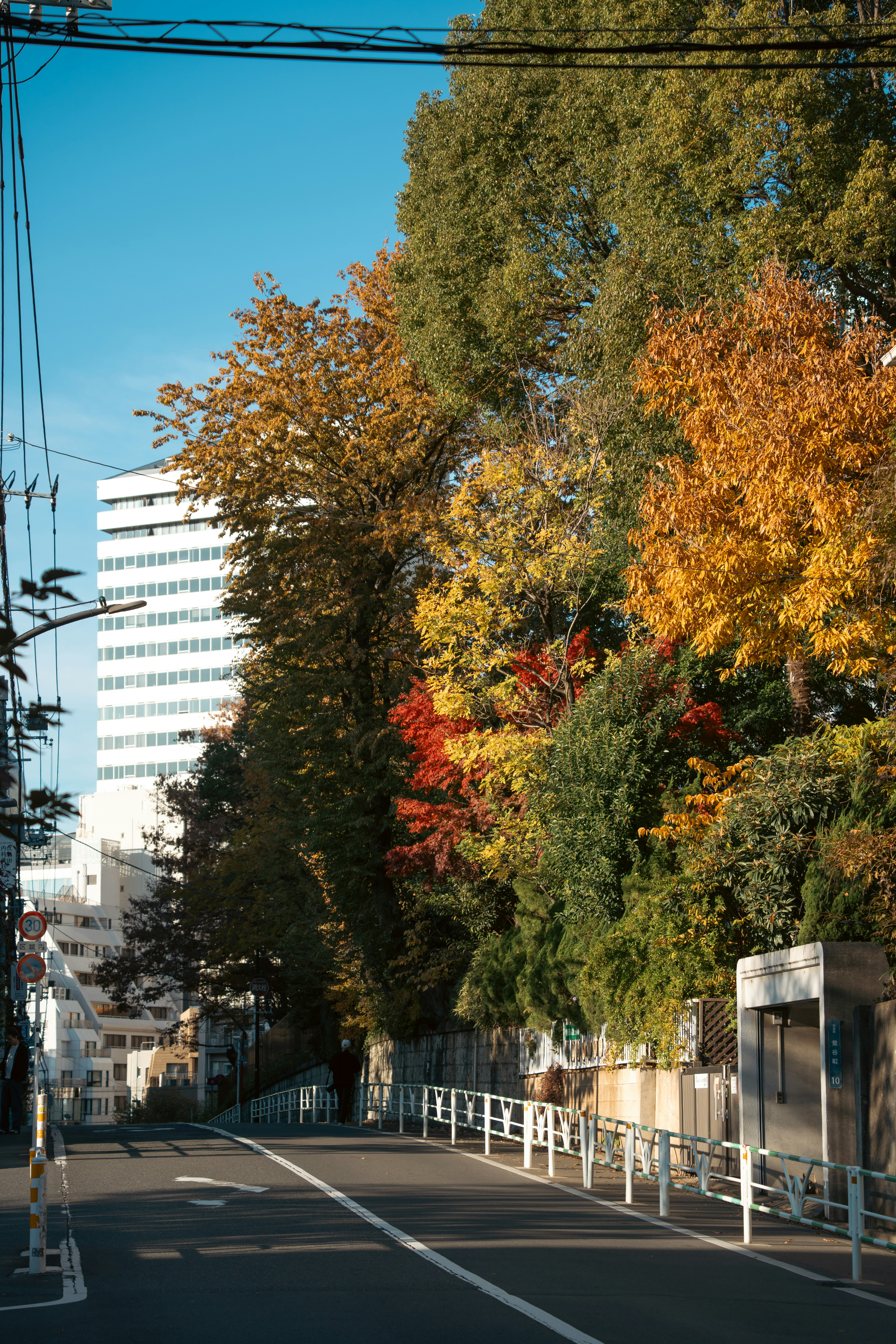 Autumn Street Canyon: Painted Trees Framing a Quiet Urban Lane