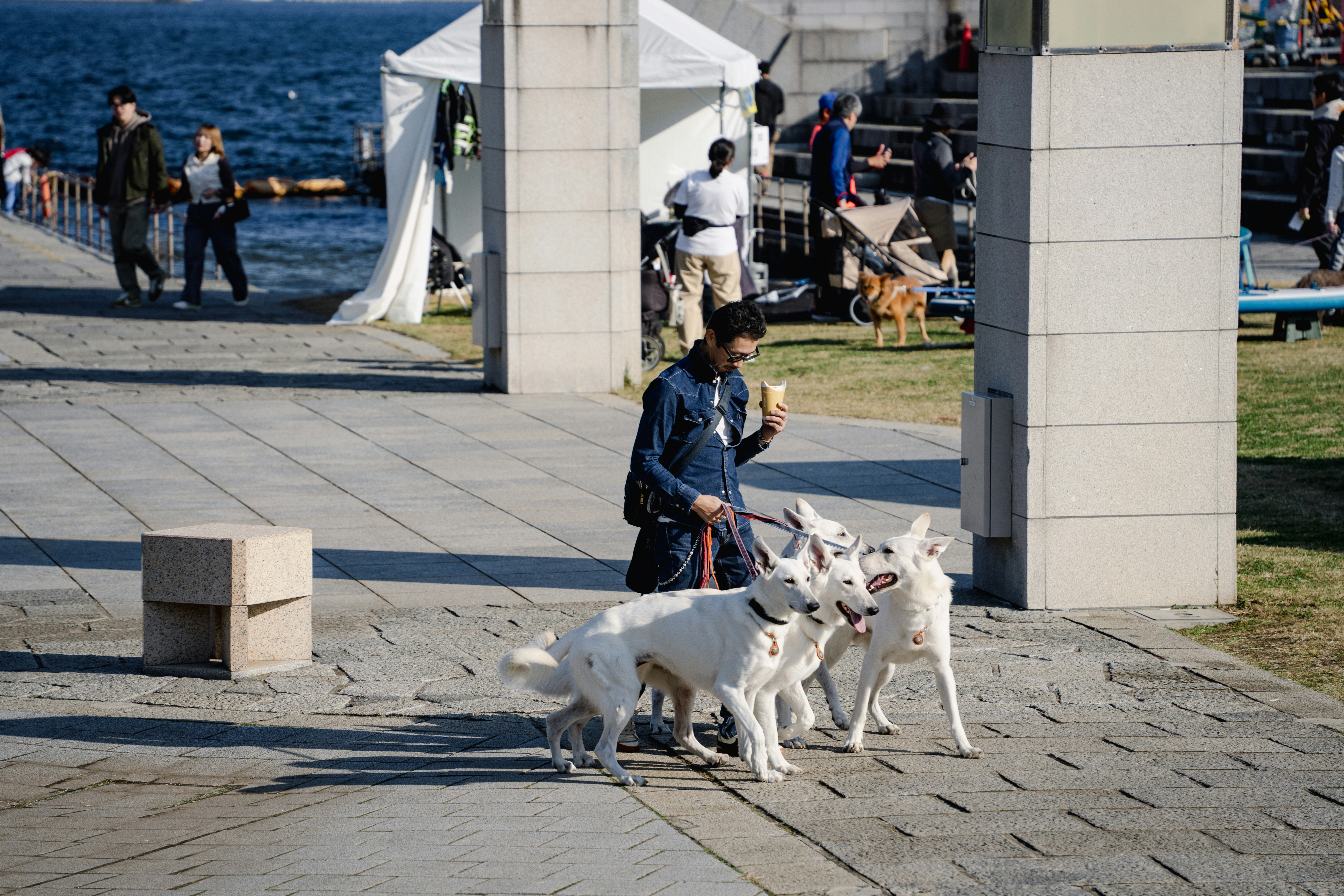 A leash of white: a dog walker and her pack by the waterfront plaza