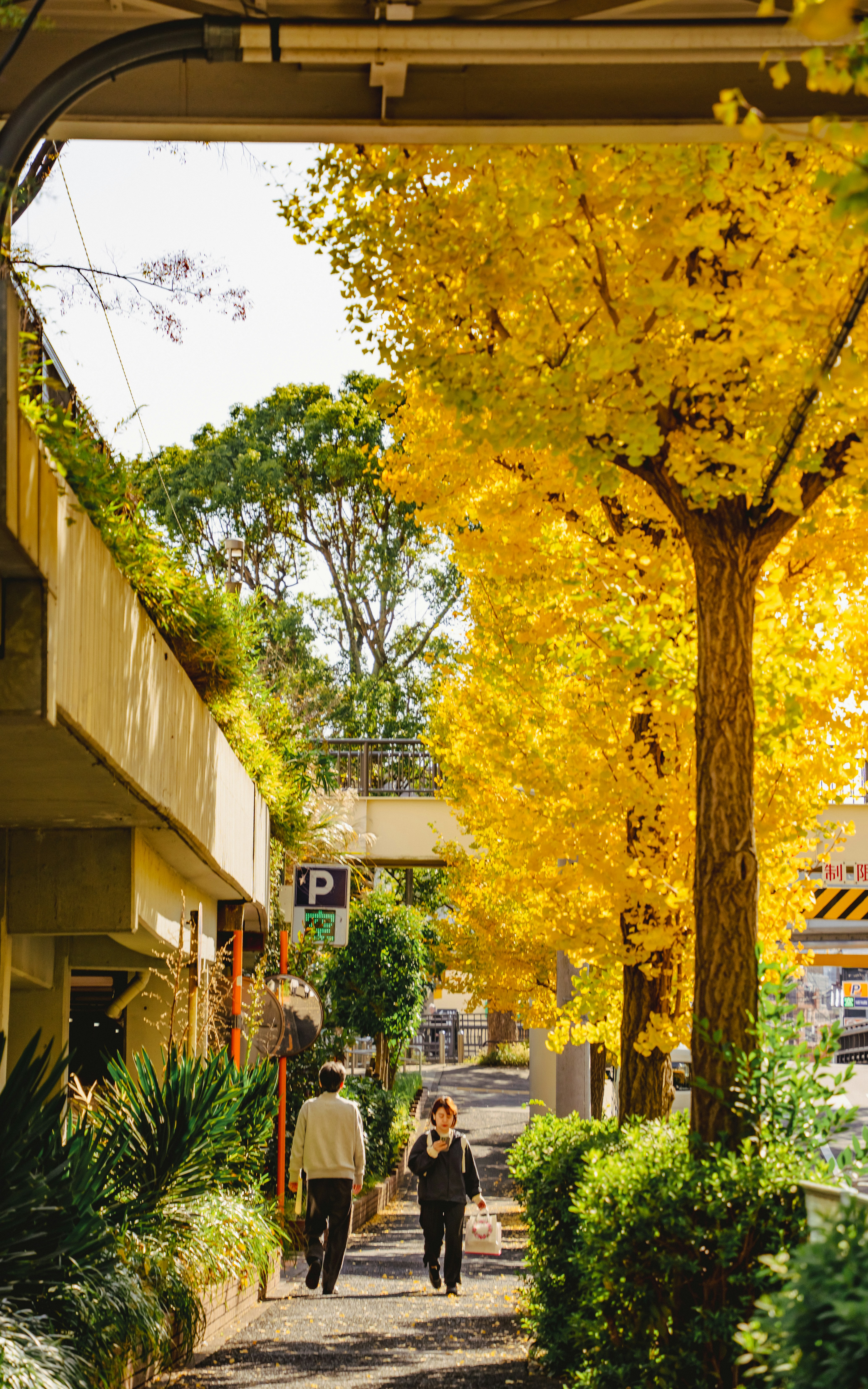 Sunlit Walk Under Golden Canopy