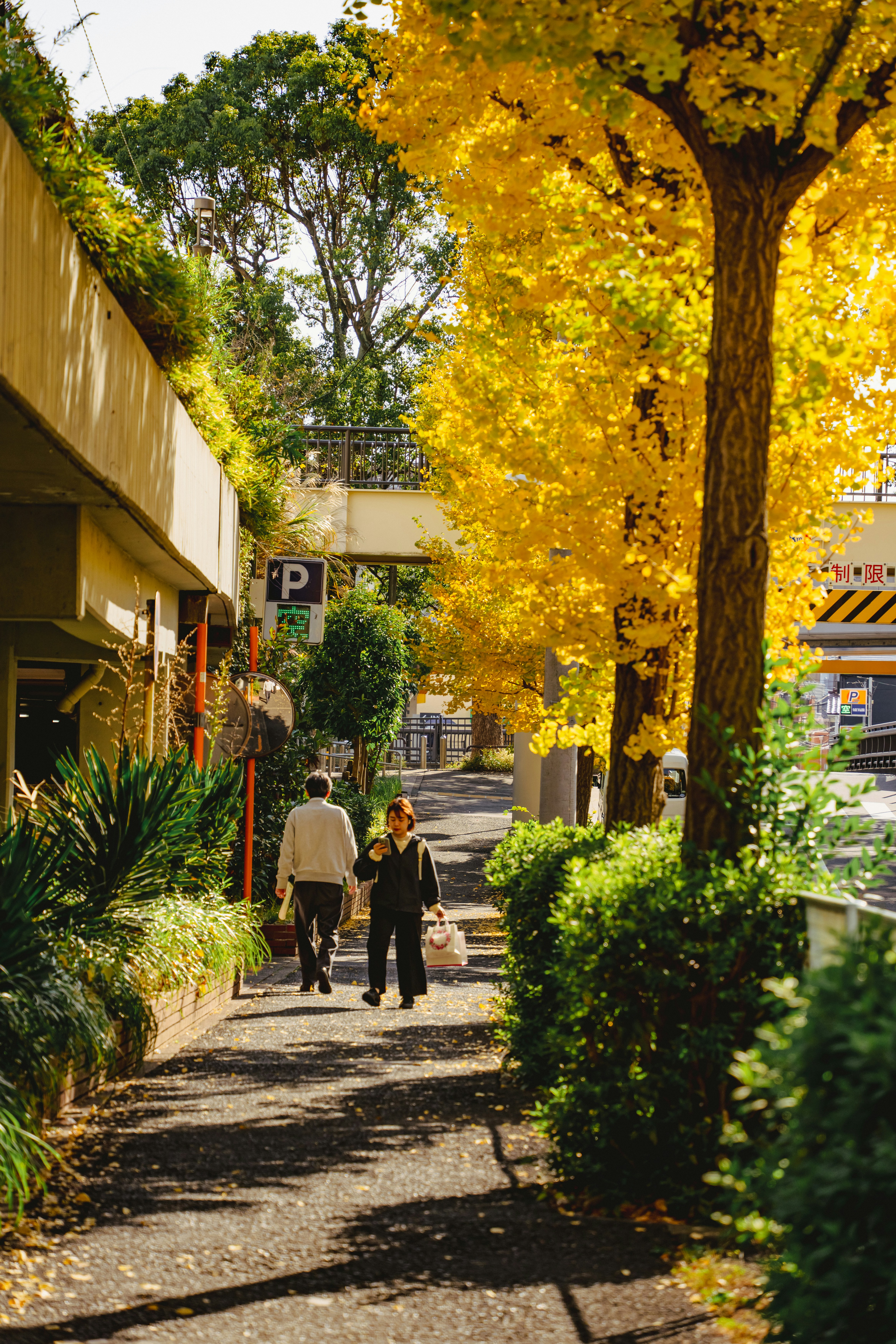 Autumn Footpath: Colored Canopy and Quiet Stroll
