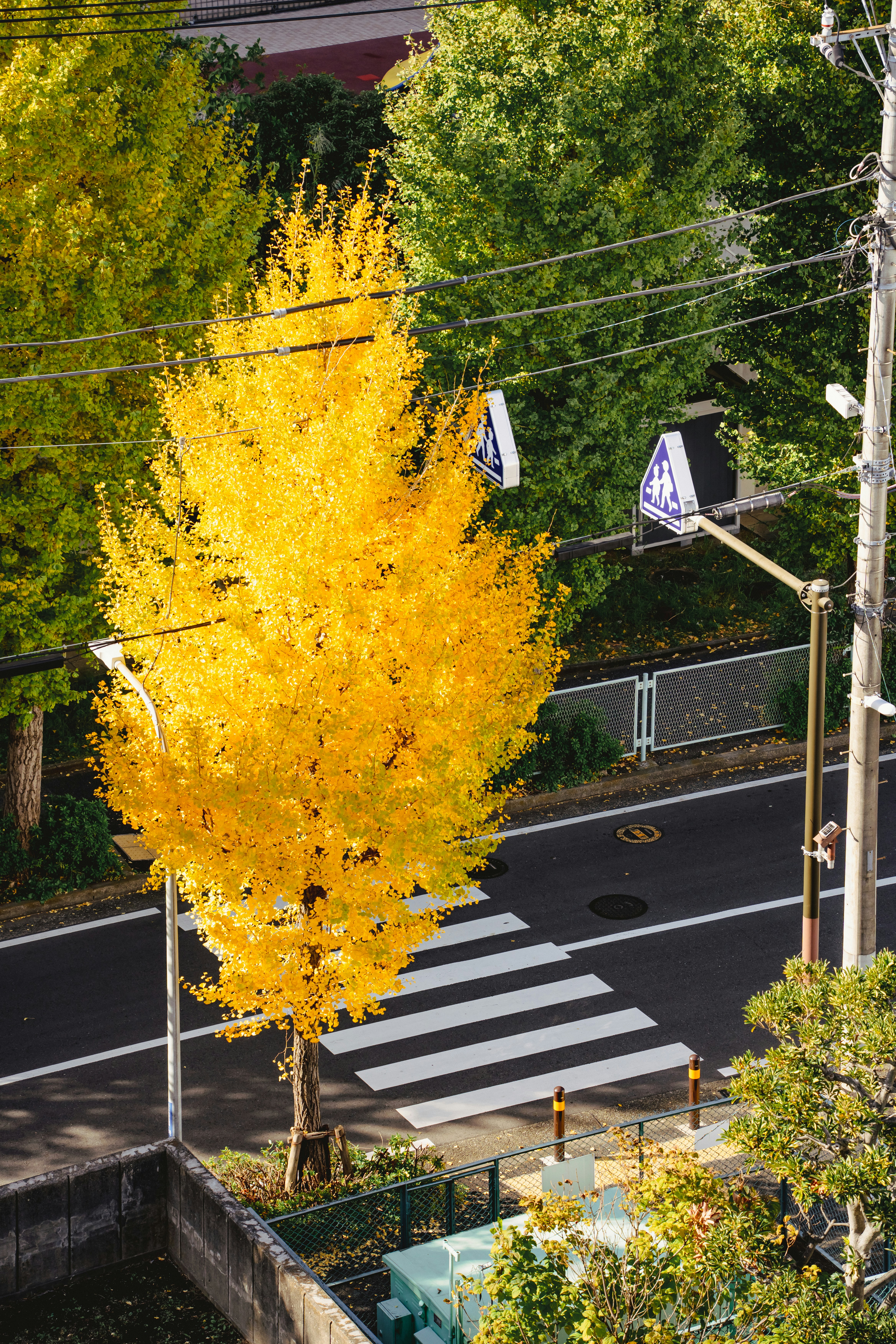 Golden-leaved Corner: A City Street Framed by Autumn Vigor
