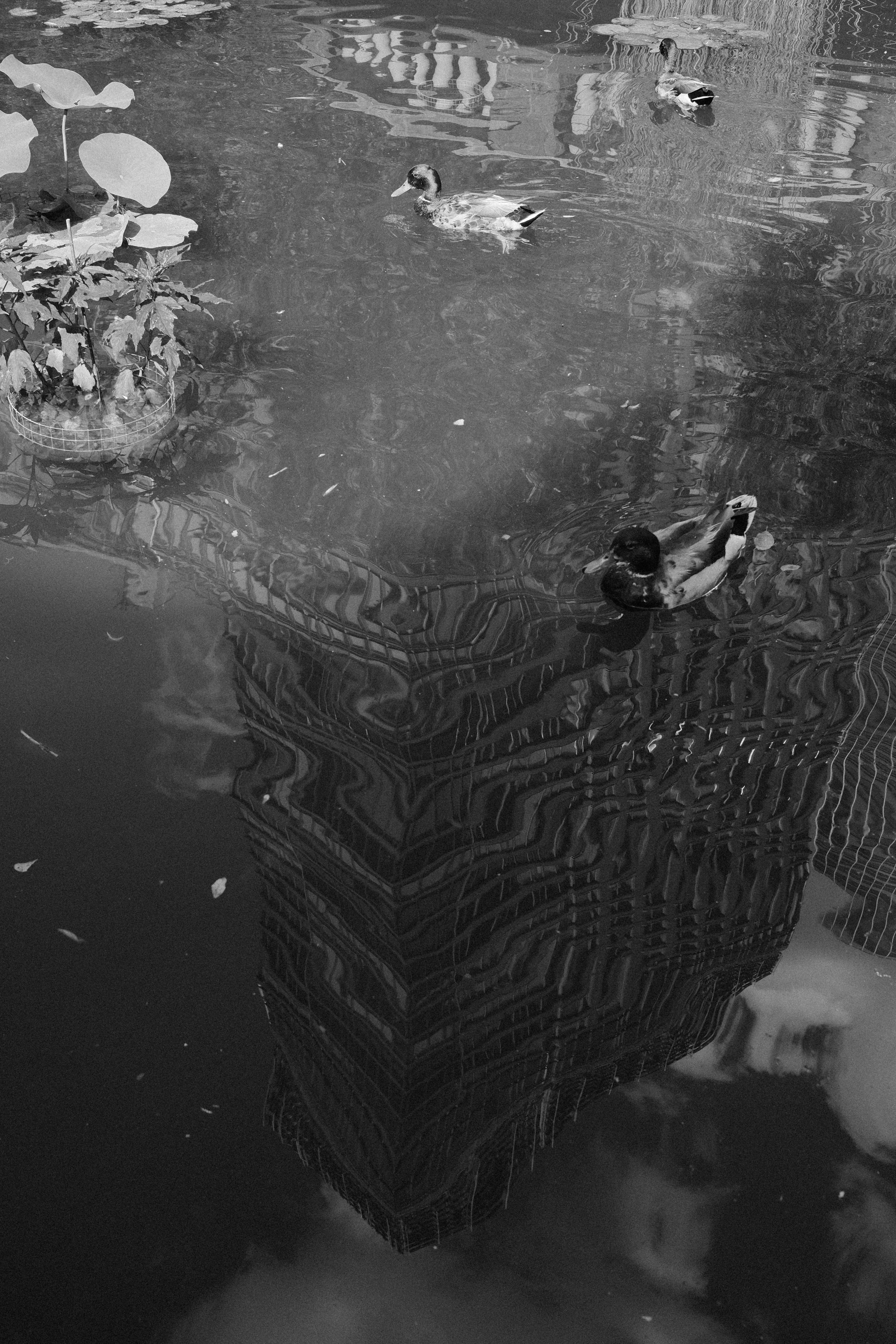 Floating Ducks and a High-Rrise Rib: A Monochrome Reflection Scene
