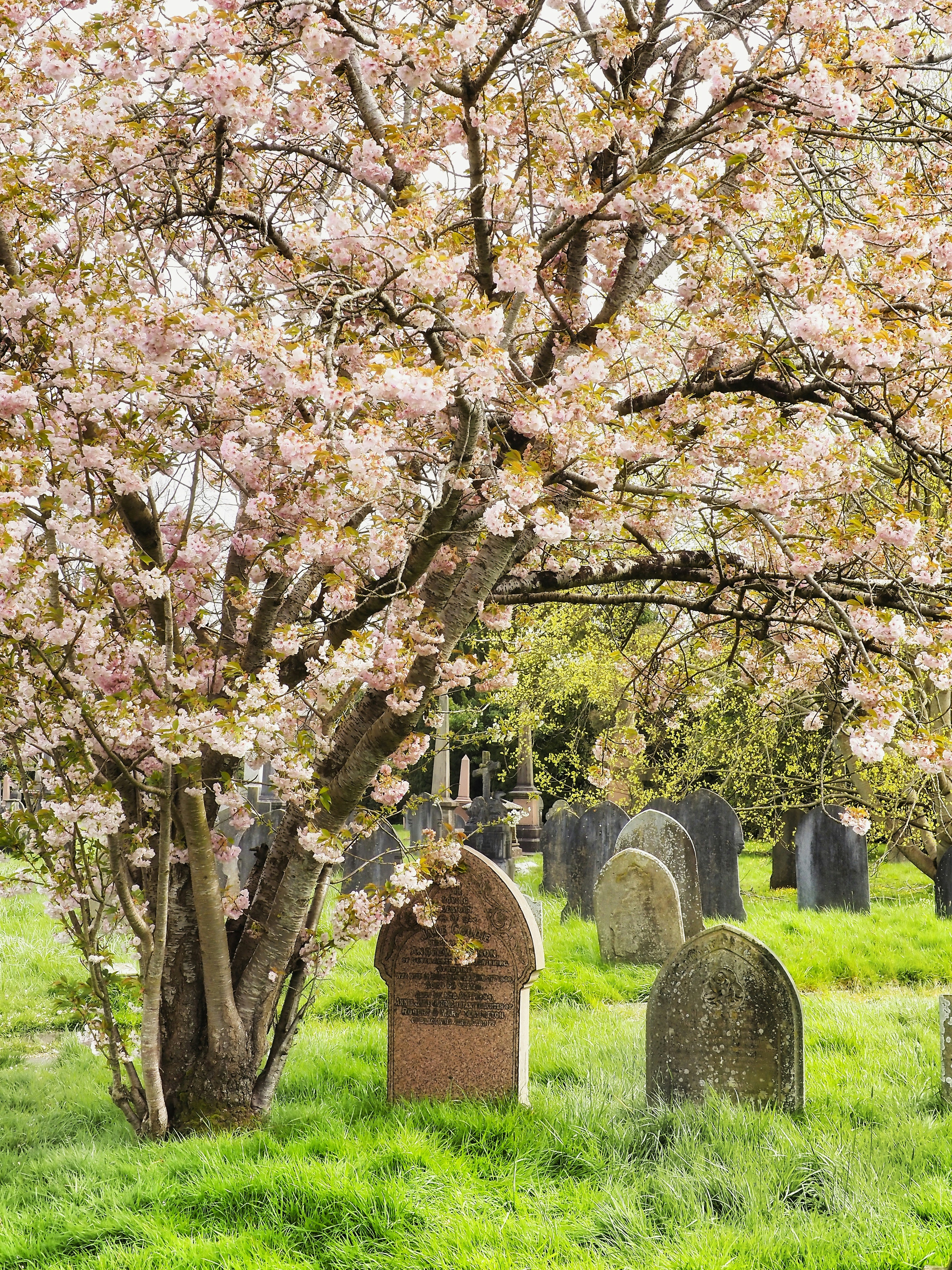 Blossoms Over Quietestones: A Spring Cemetery Scene