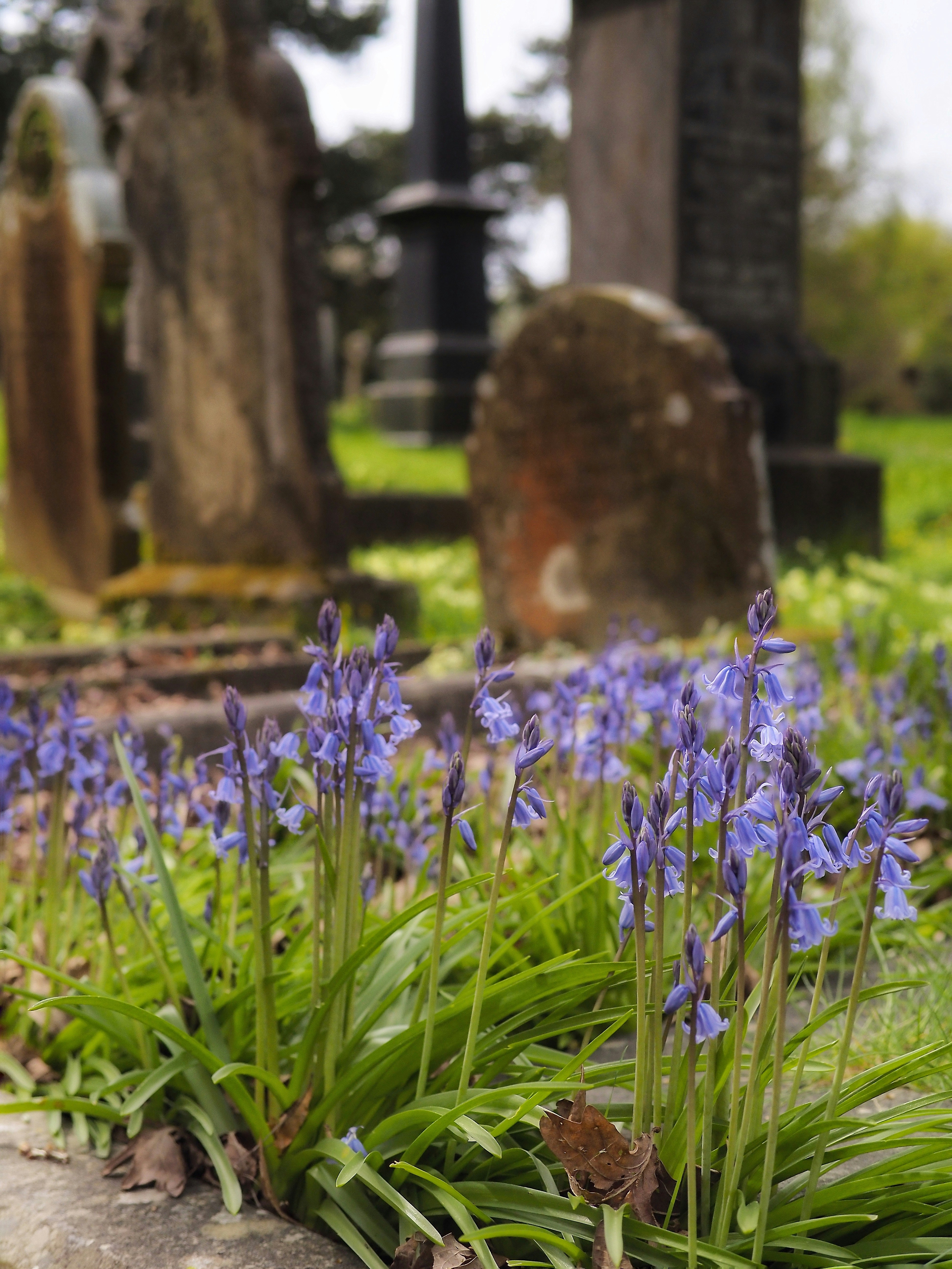 Bluebell Border in a Quiet Cemetery Garden