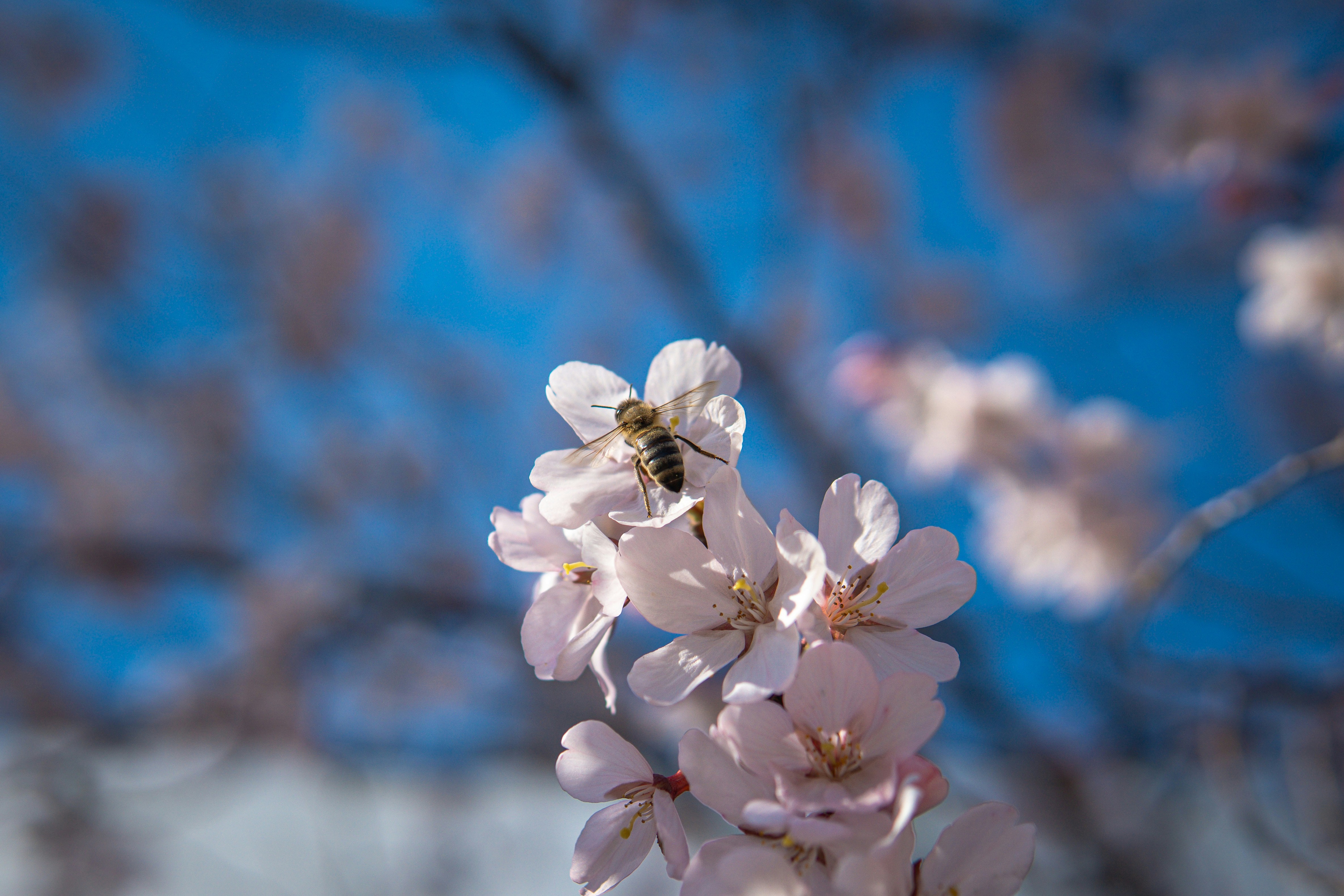  blossoms at noon: bee paused on pastel petals