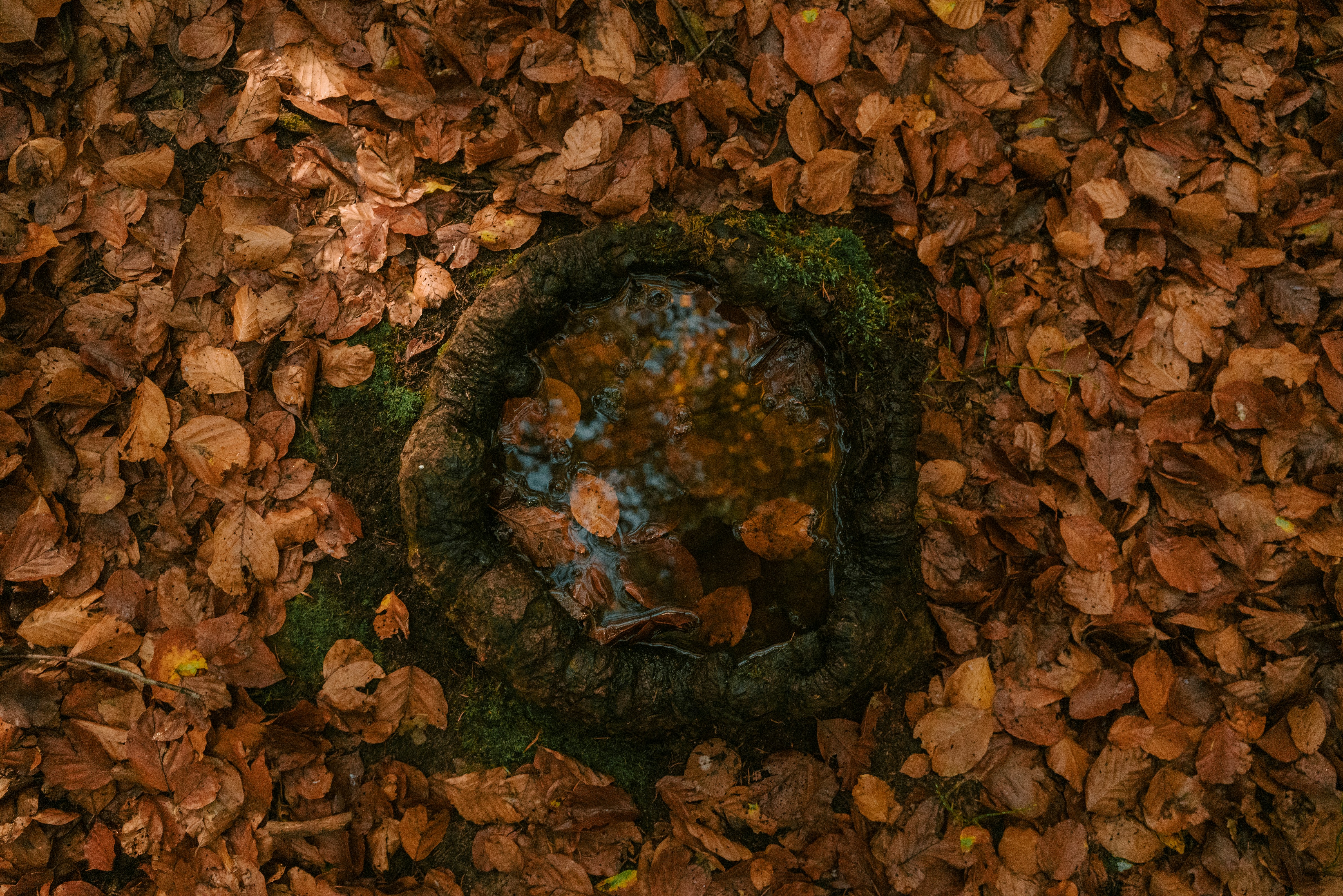 Autumn Well: A Mossy Ring Surrounded by Leaf-Litter
