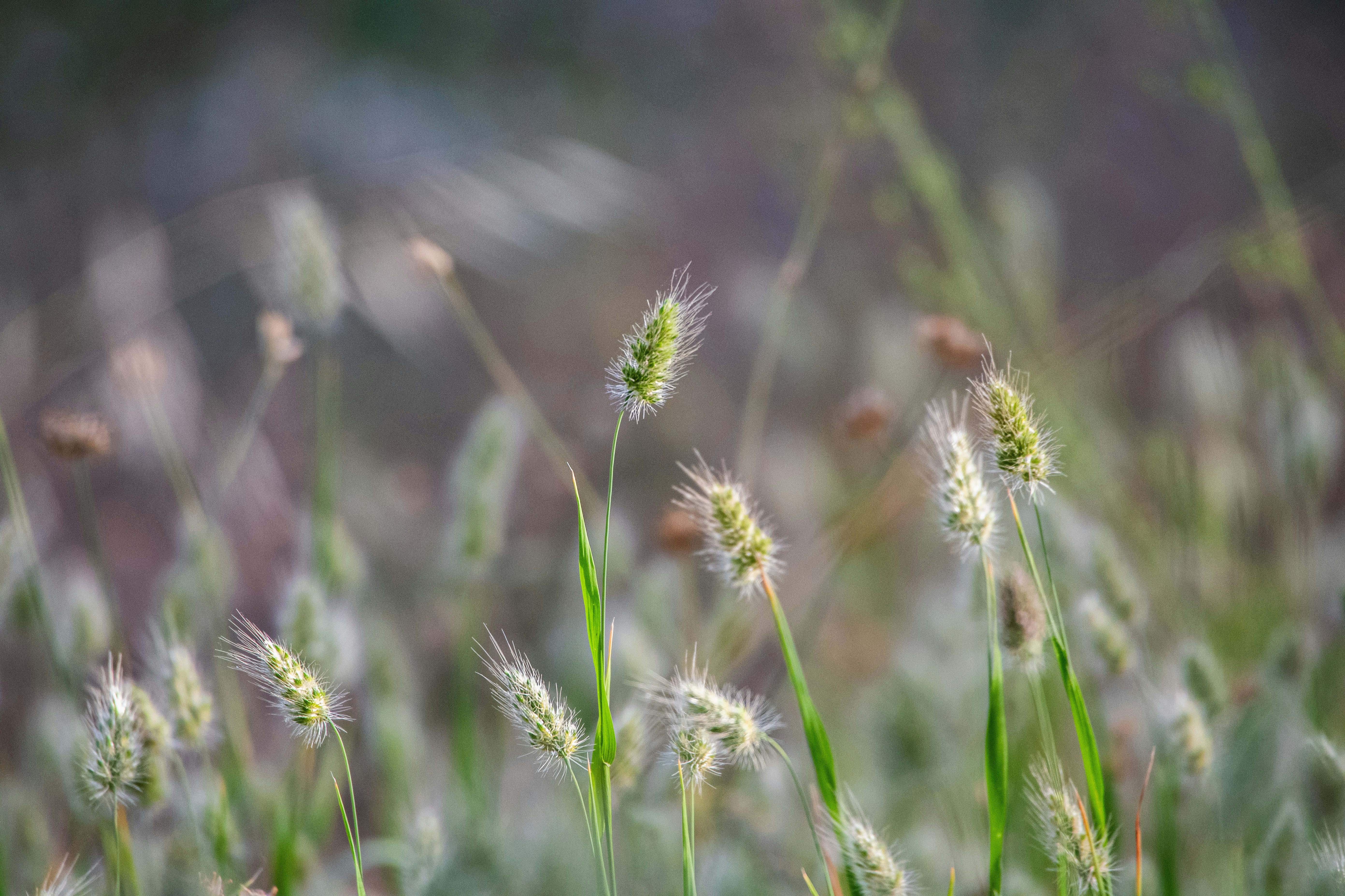Soft Dawn in a Meadow of T puffed Seedheads