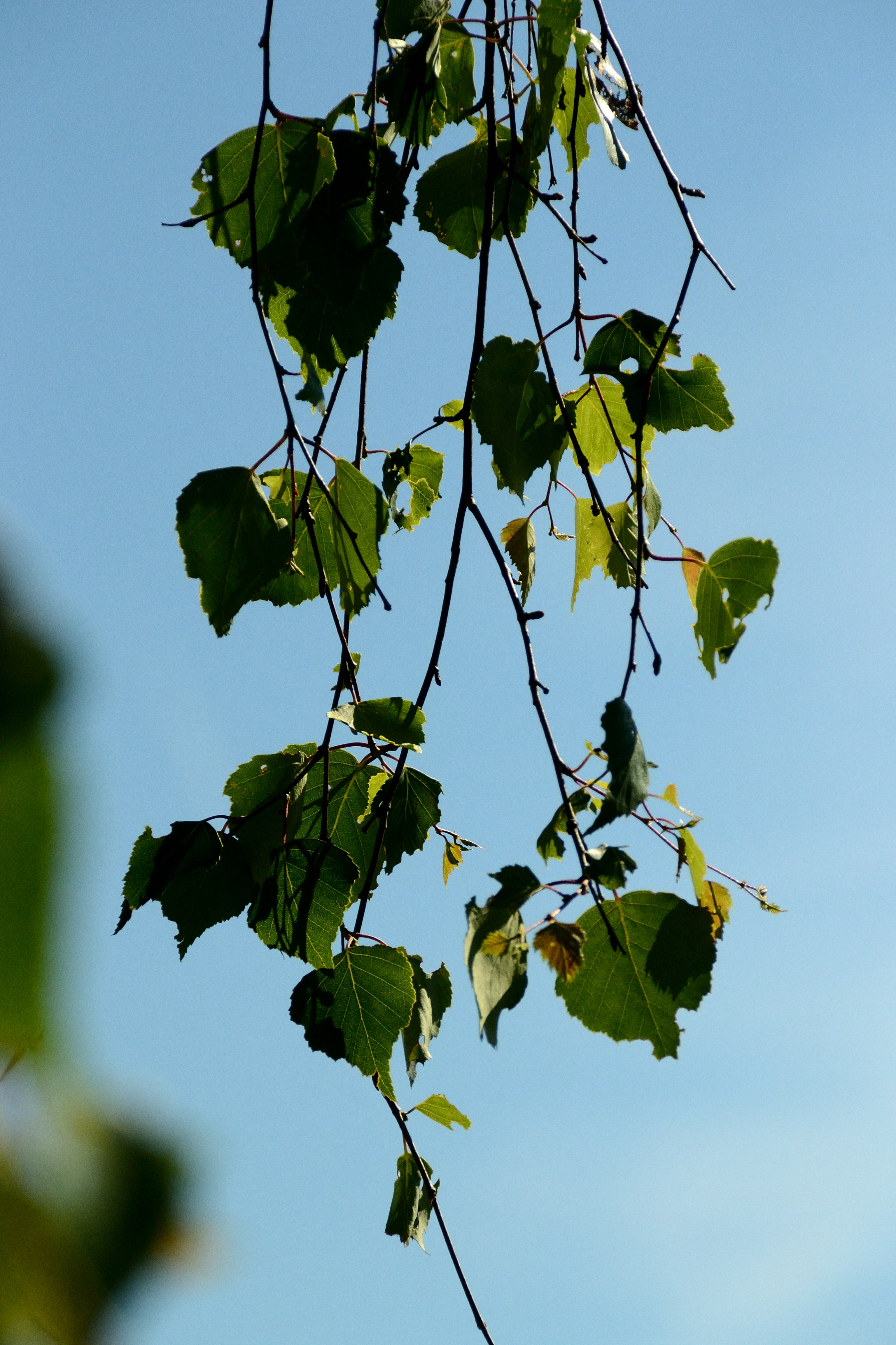 Branching Veil: Lime-green Leaves Against a Clear Sky