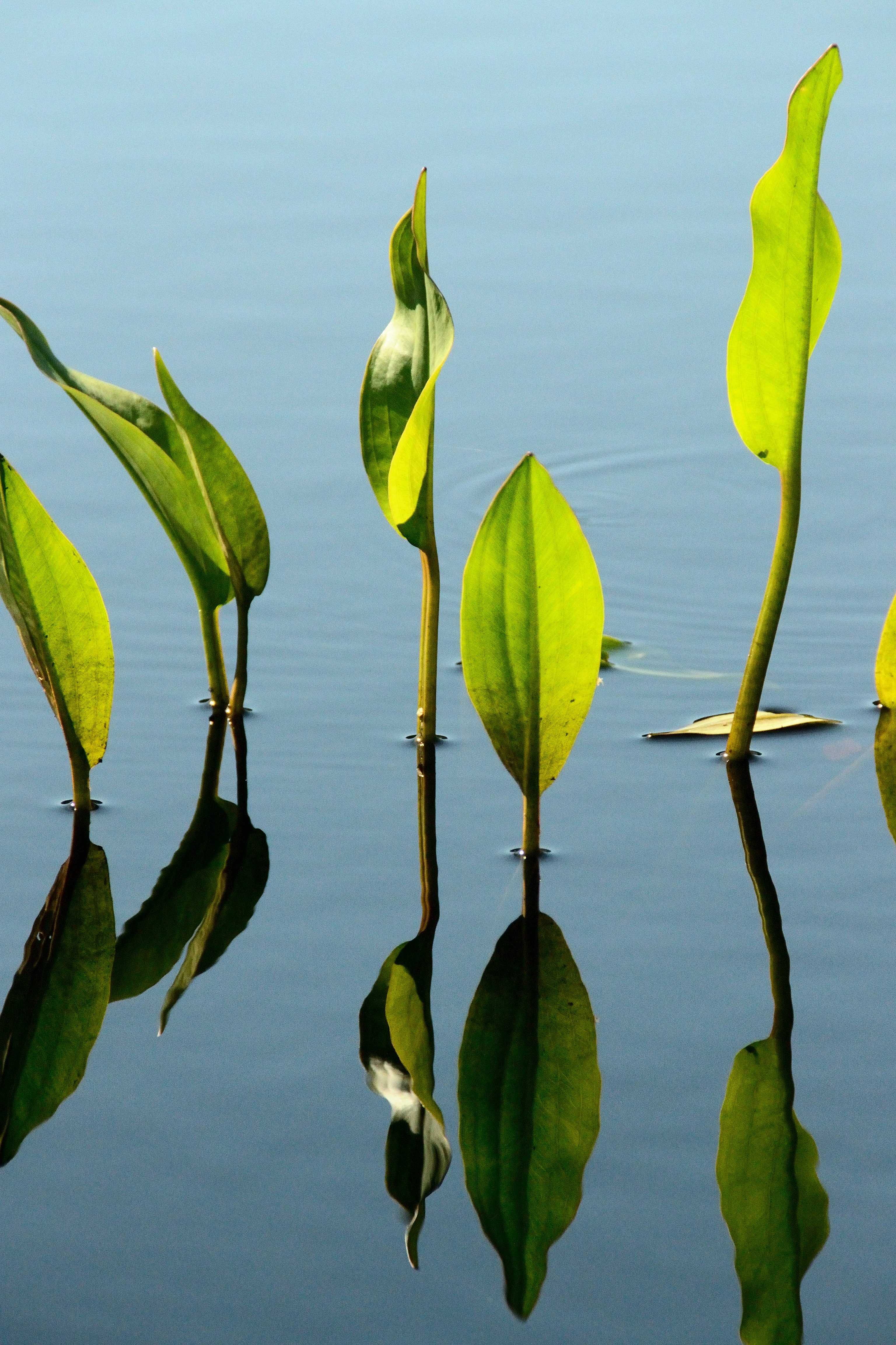 Vertical Shoots in Quiet Water: Reflections of Fresh Growth