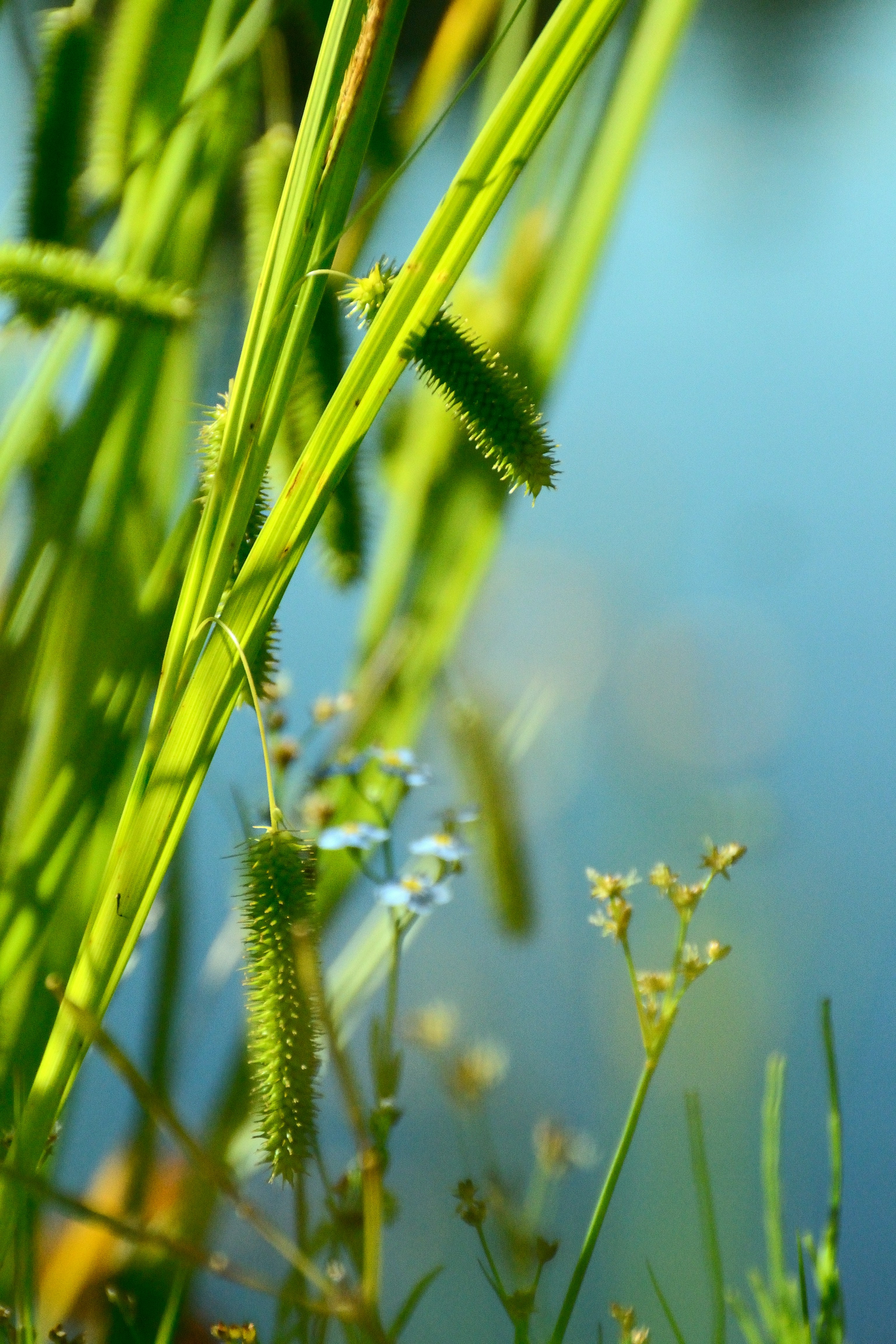 Emerald stalks by a sunlit blue pond
