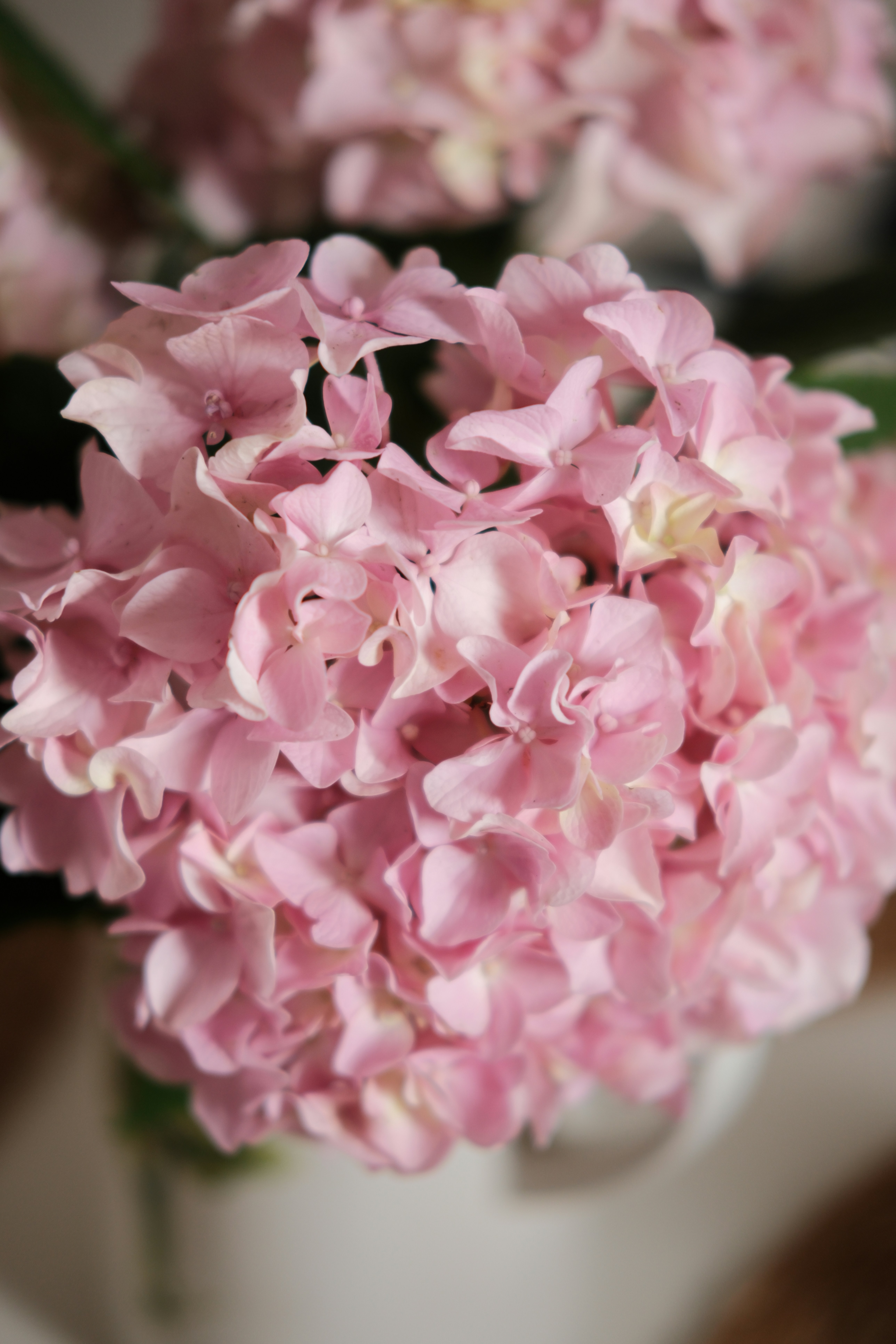 Soft-Pink Hydrangea Cluster in Bloom