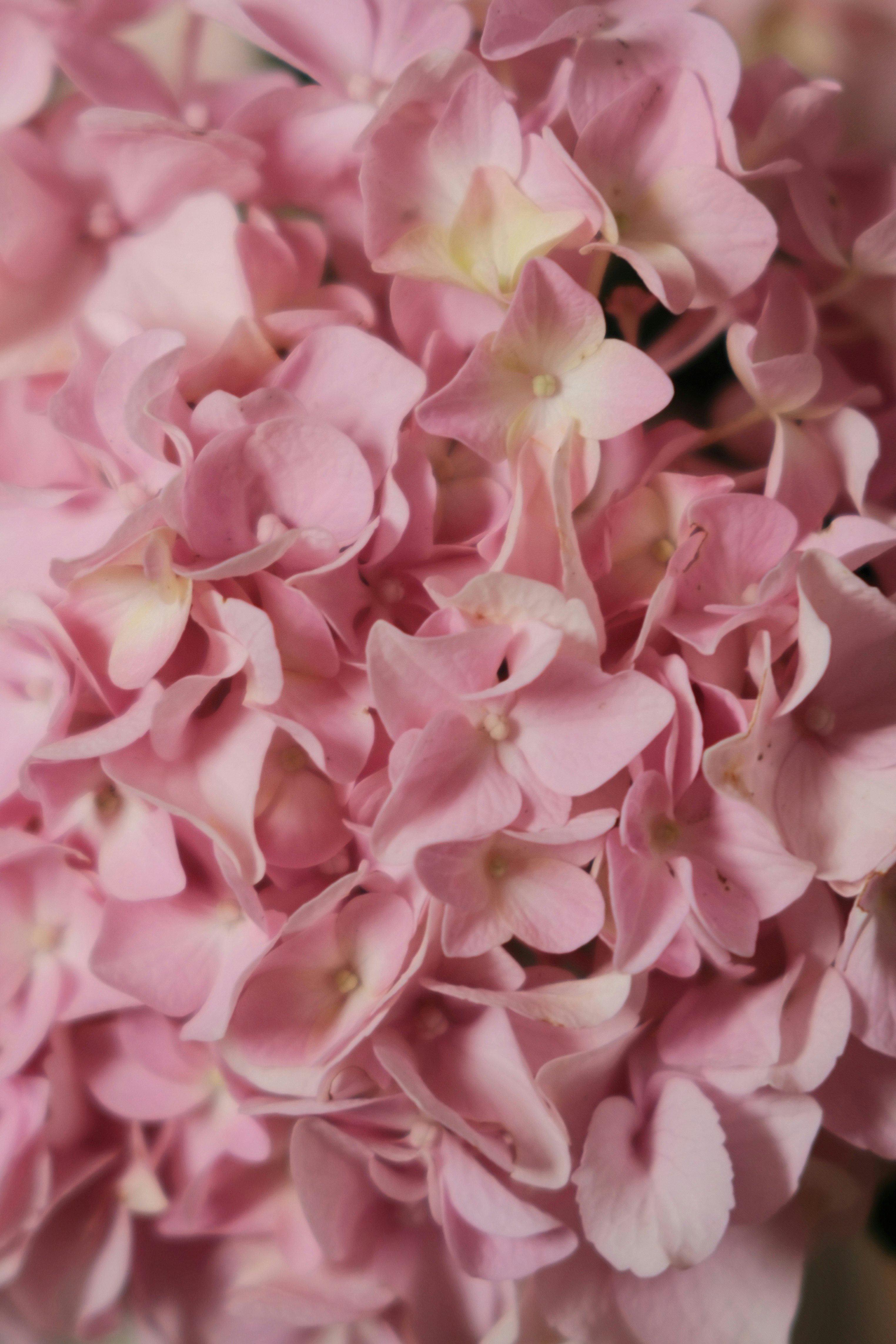 Soft Pink Hydrangea Bloom Close-Up