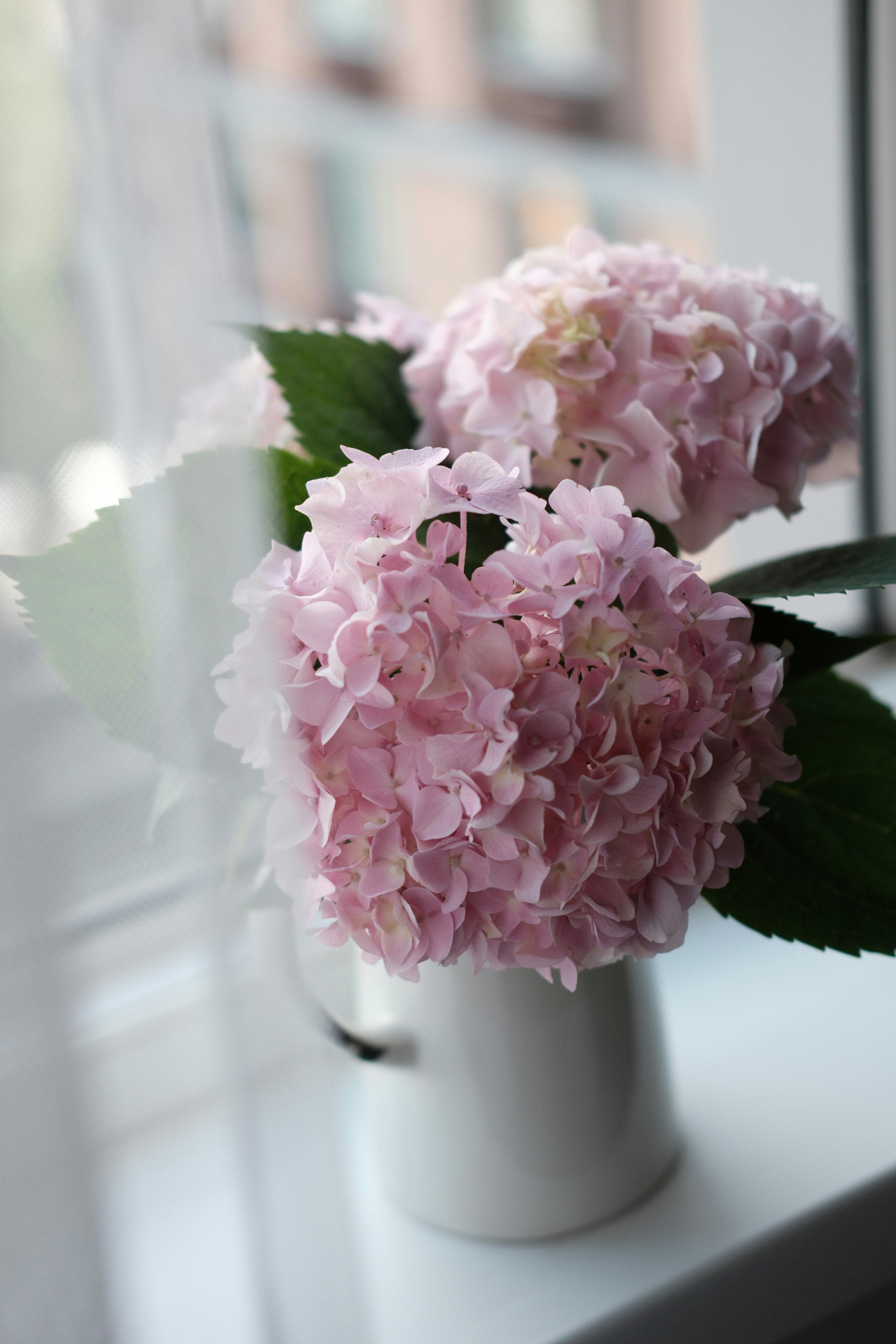 Soft Hydrangea Stack by the Window