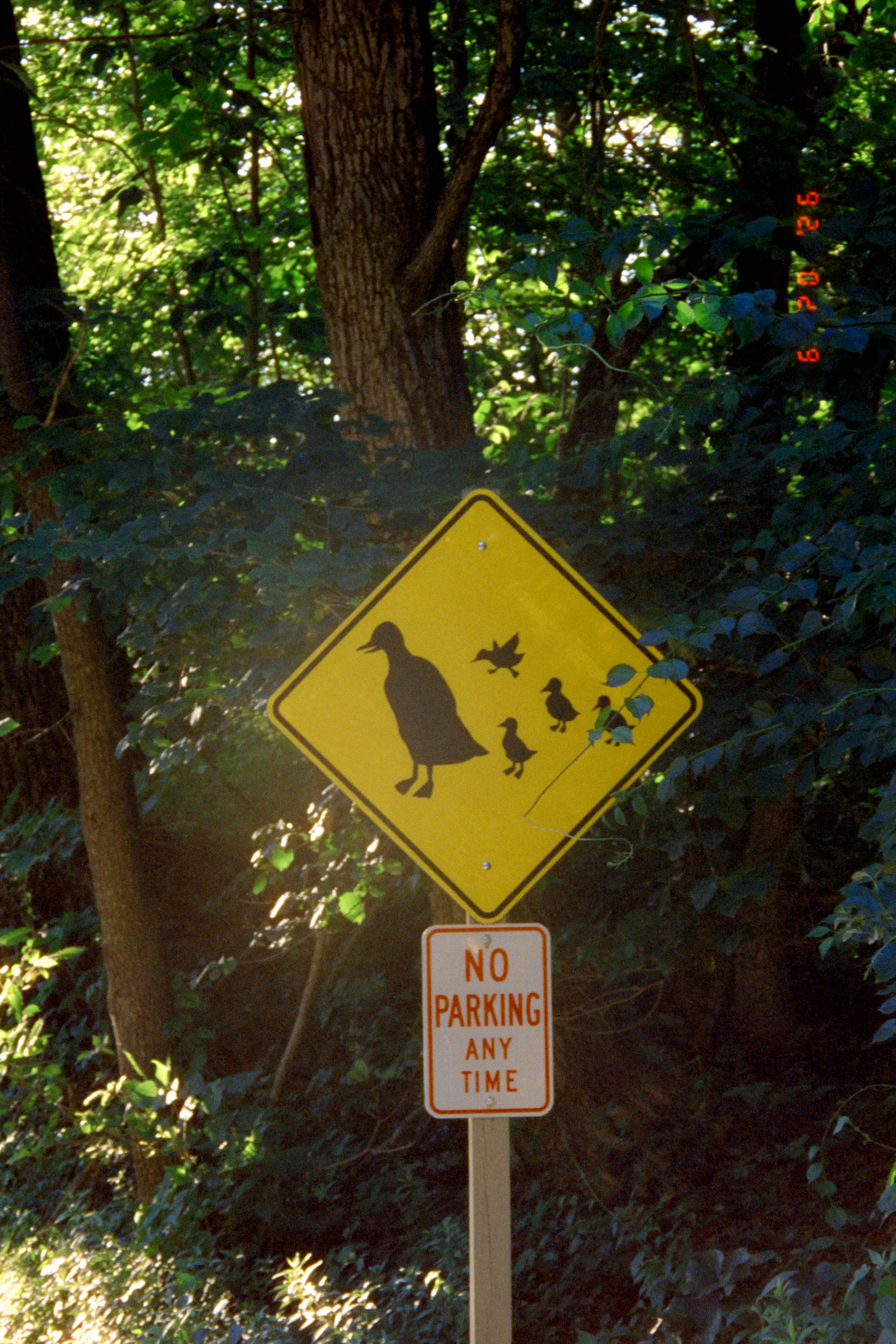 Duck Crossing Warning in the Shadowed Greenery