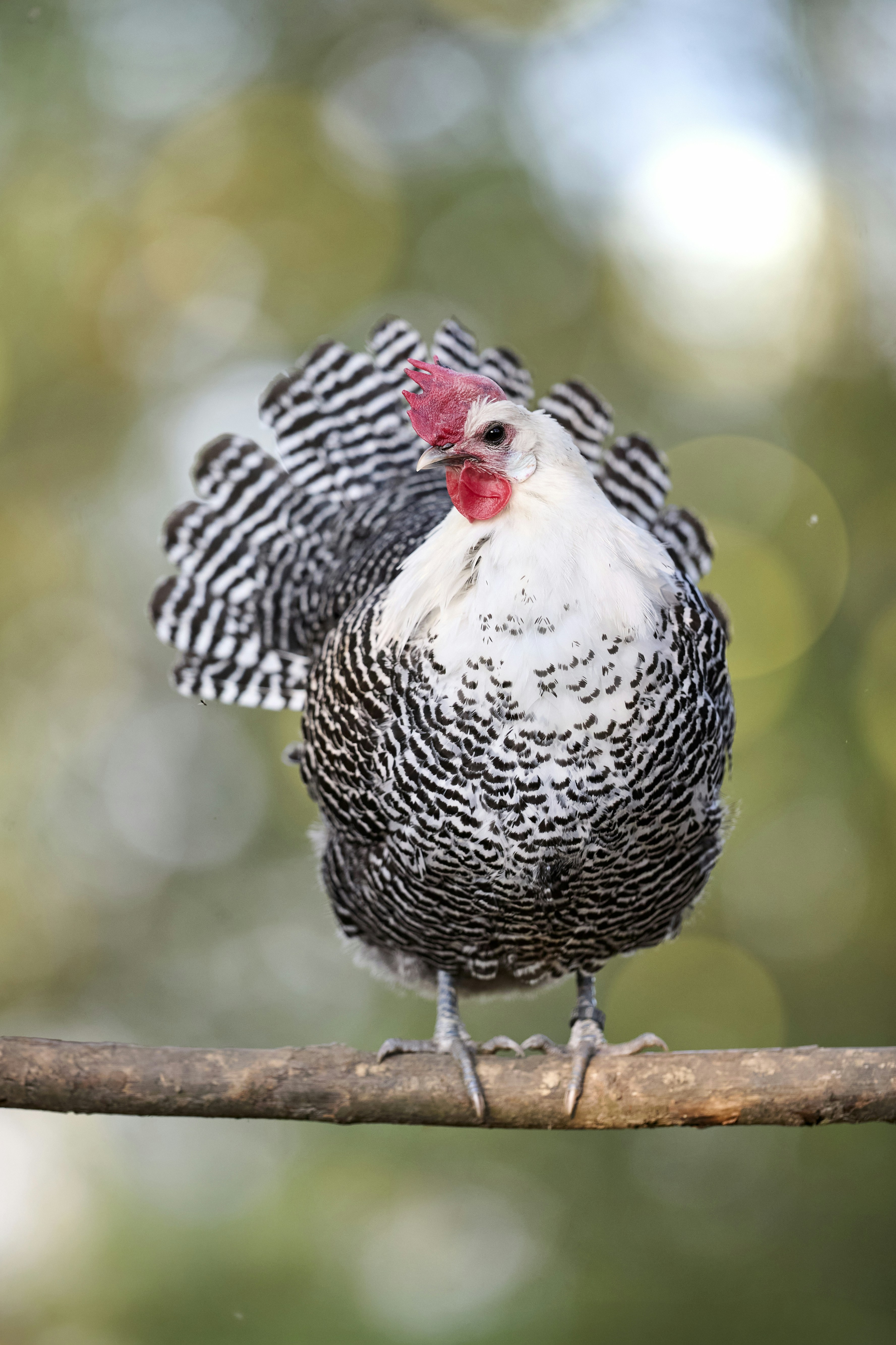Spotlit Showgirl: A Barred Hen on a Lichen Gold Spotlight