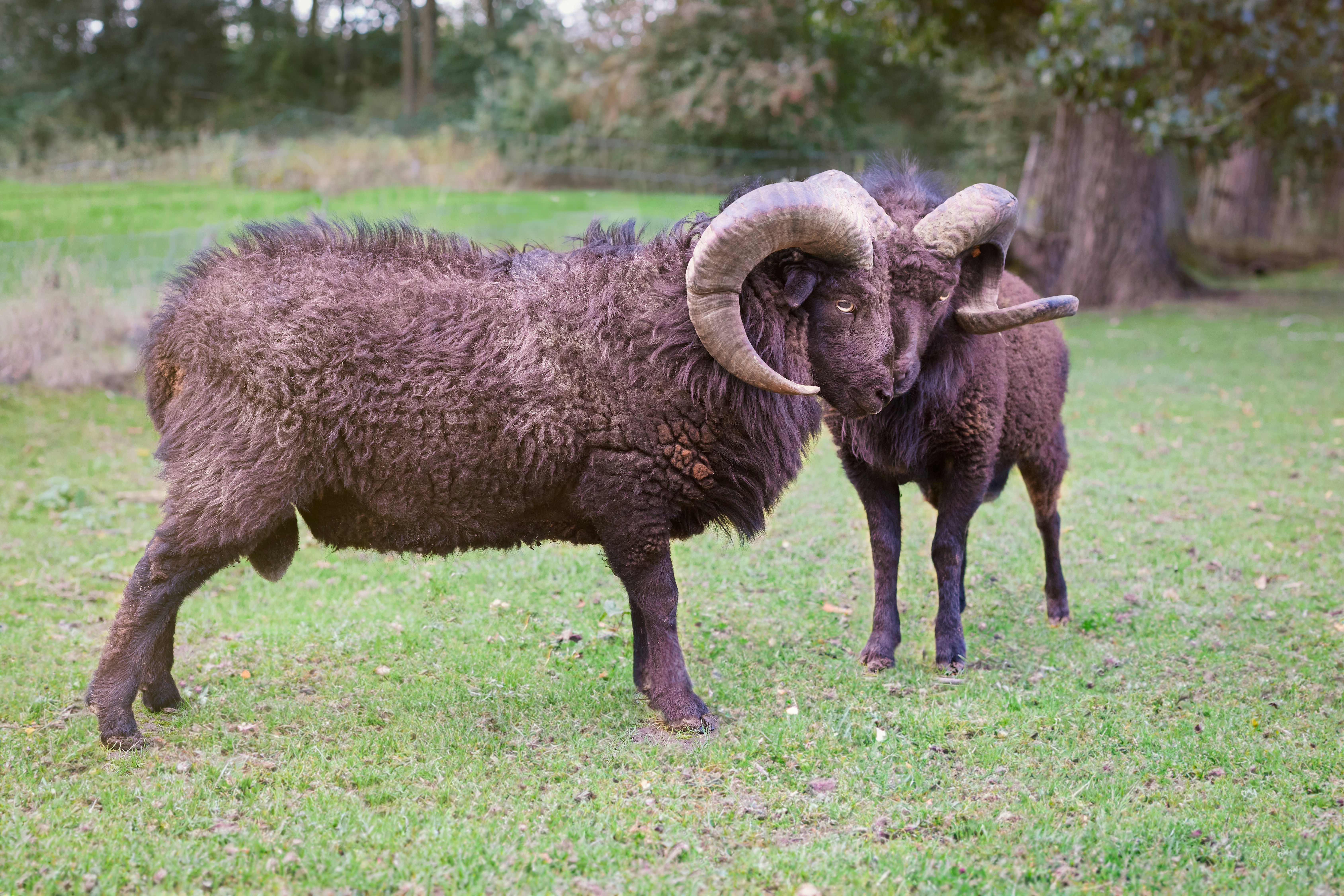 Ram and Ewe in an Open Field: A Moment of Grazing Social Interaction