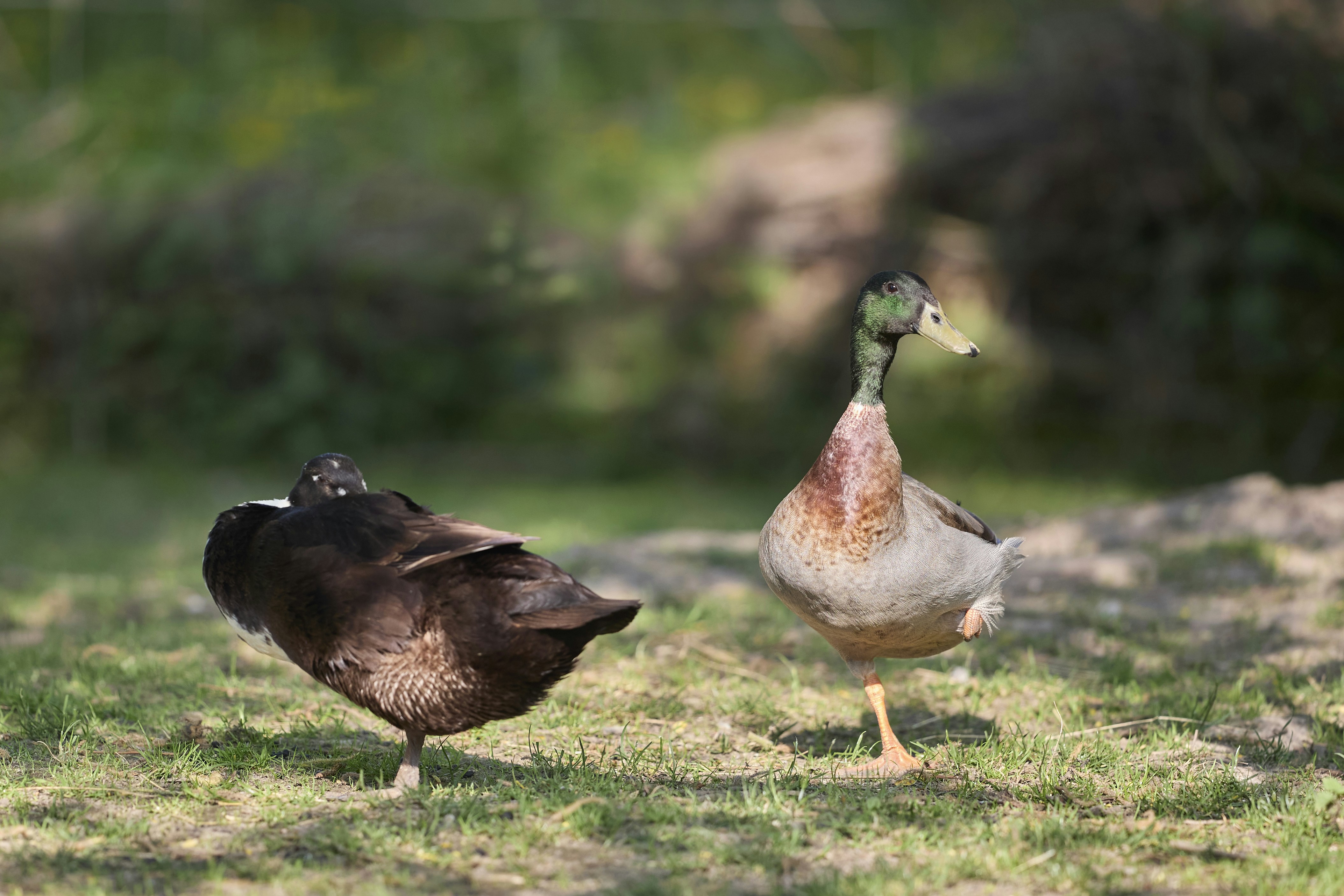 Side-by-Side Mallards: A Moment of Pause in the Sunlit Patch