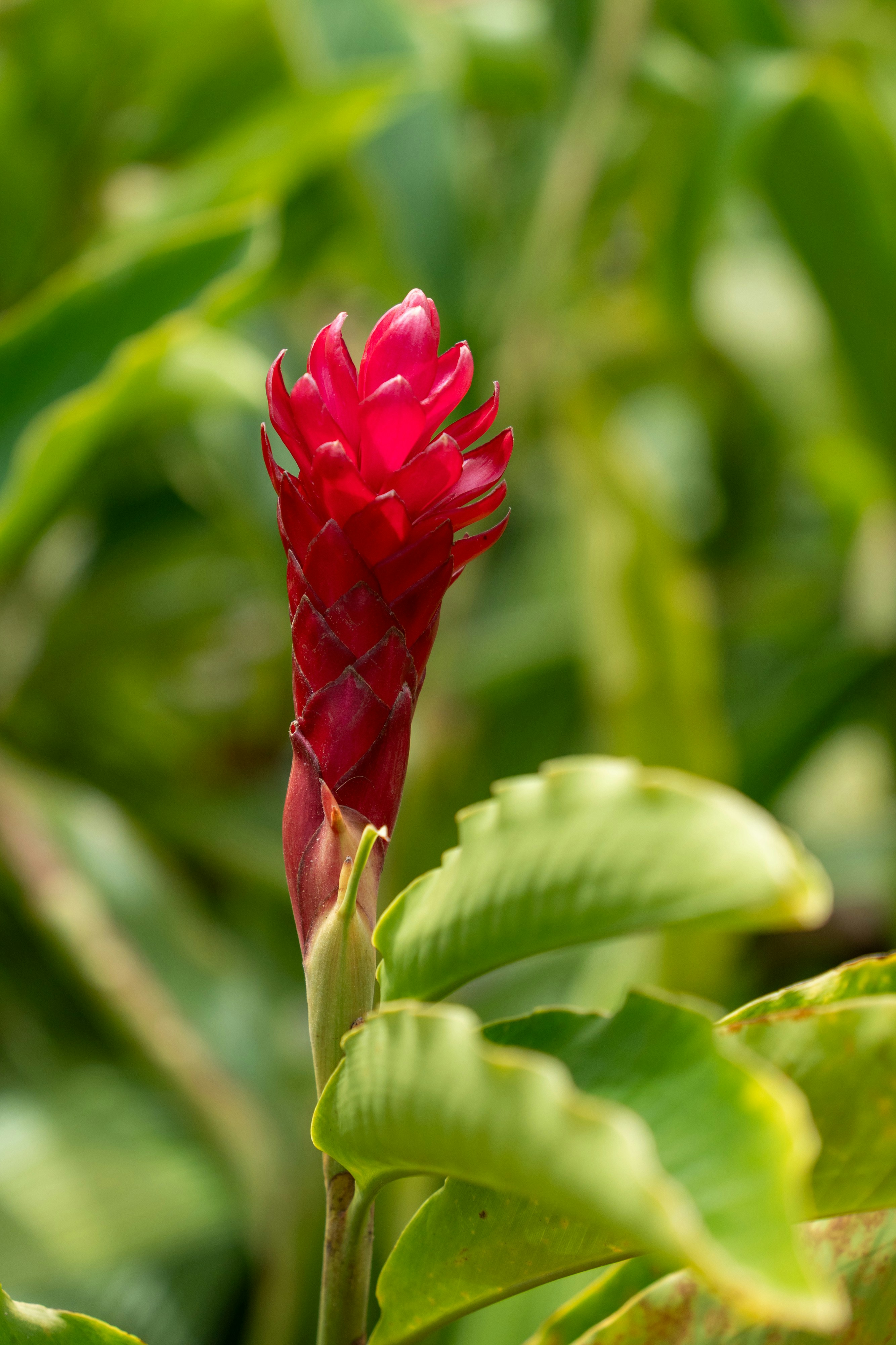 Crimson Banana-Flower Burst against Lush Green Backdrop
