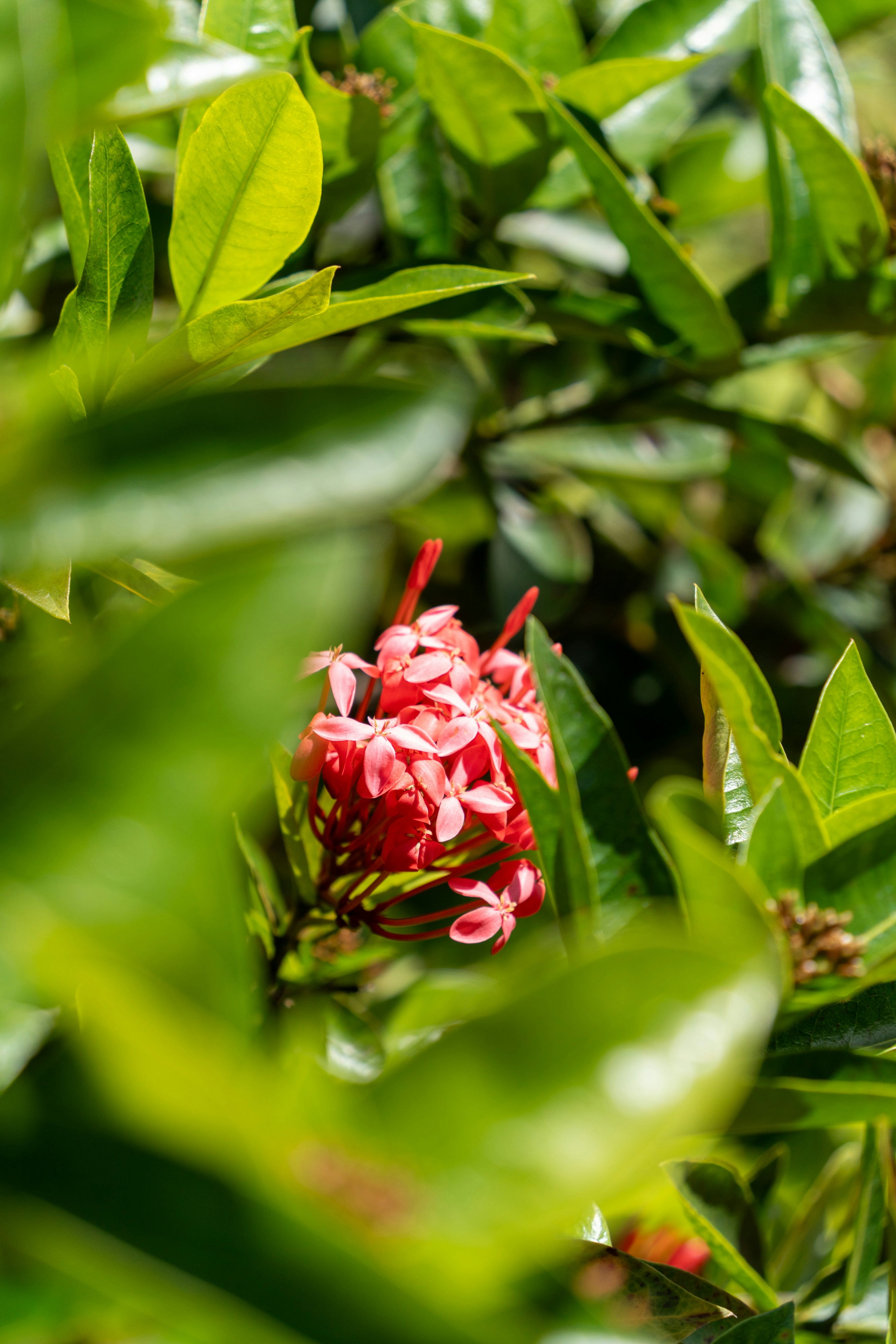 Hidden Bloom: A Coral Cluster Nestled in Green Sanctuary