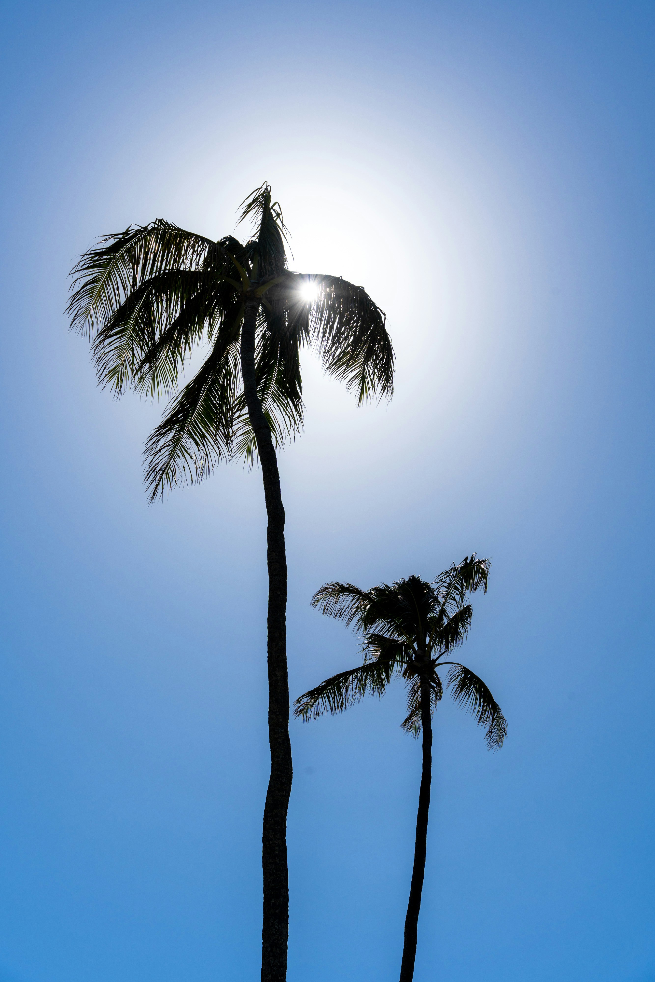 Sunlit Silhouettes: Twin Palms Reaching Toward a Clear Sky