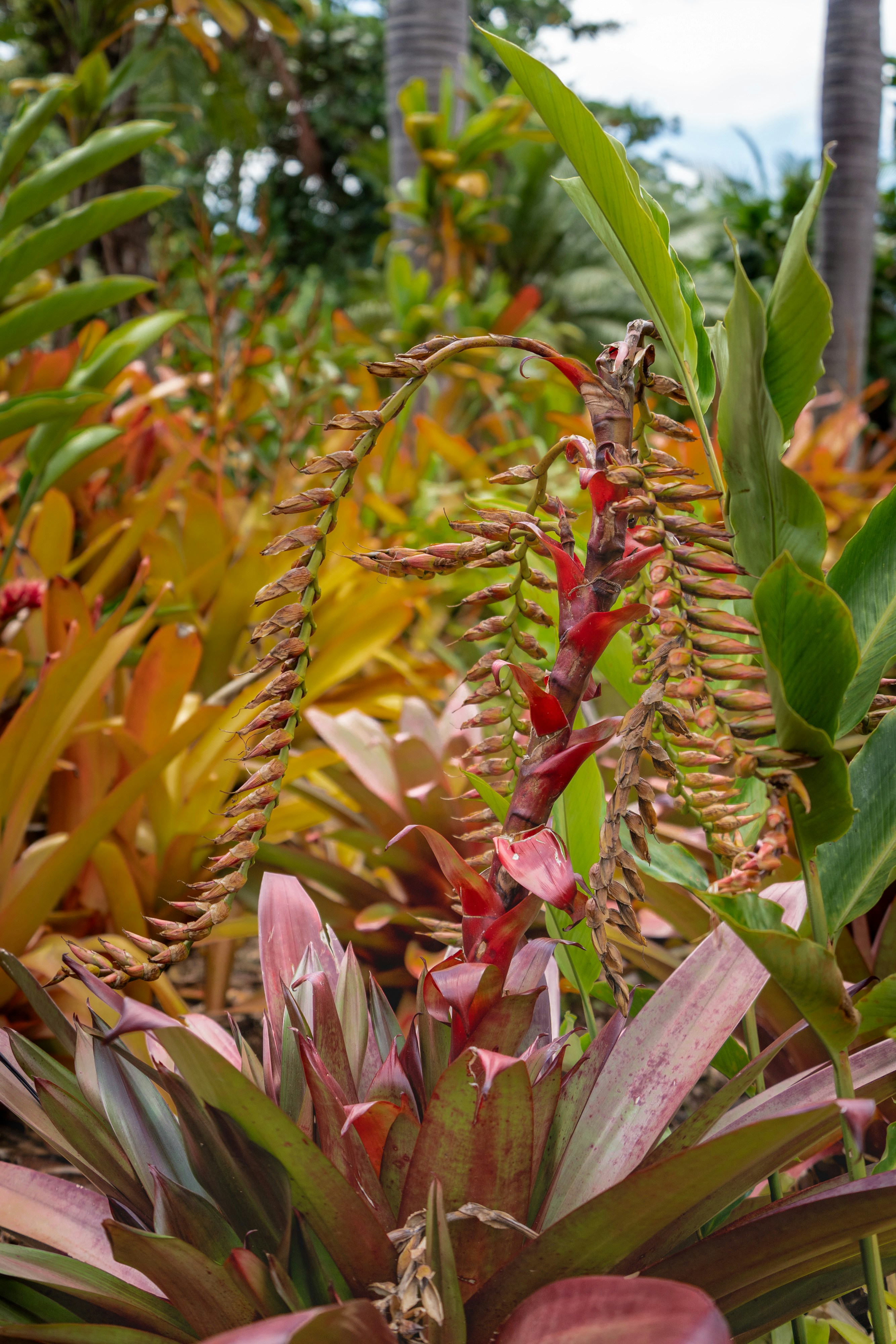 Crimson Bromeliad Blooms Among Tropical Foliage