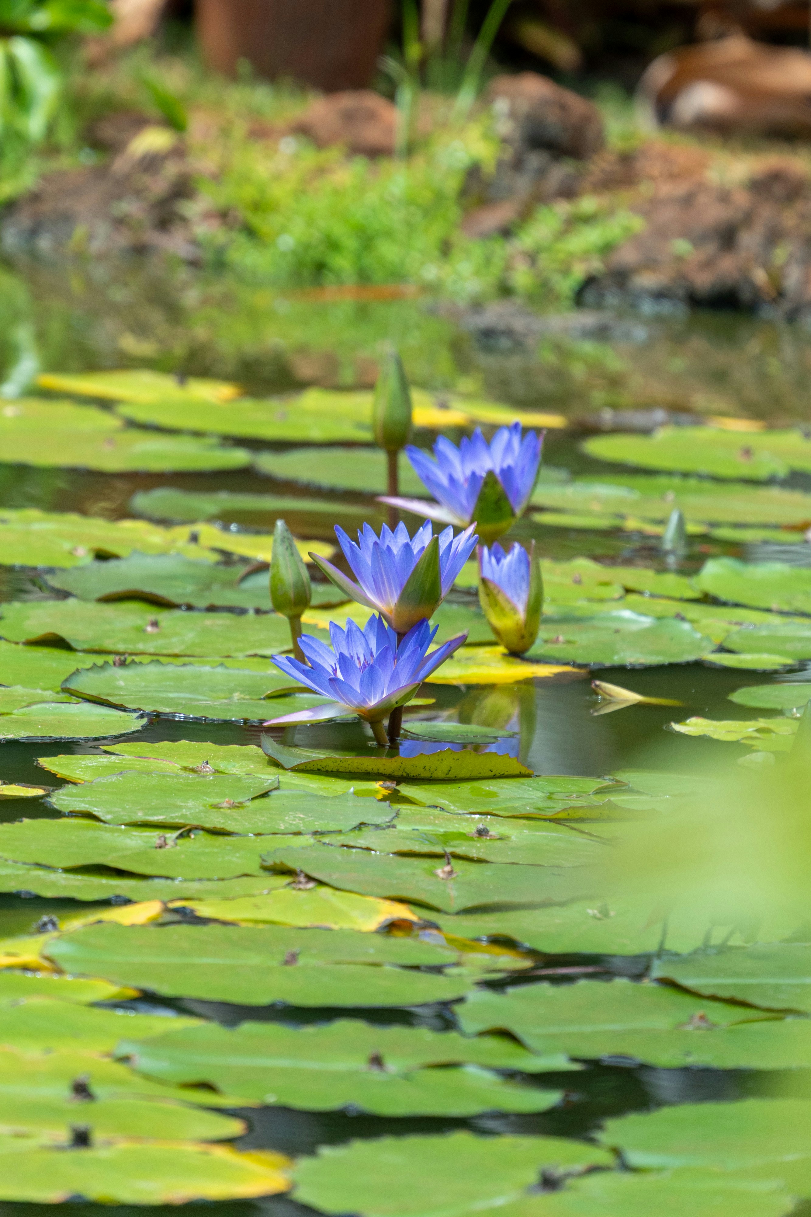 Blue Water Lilies Opening Amid Quiet Pond