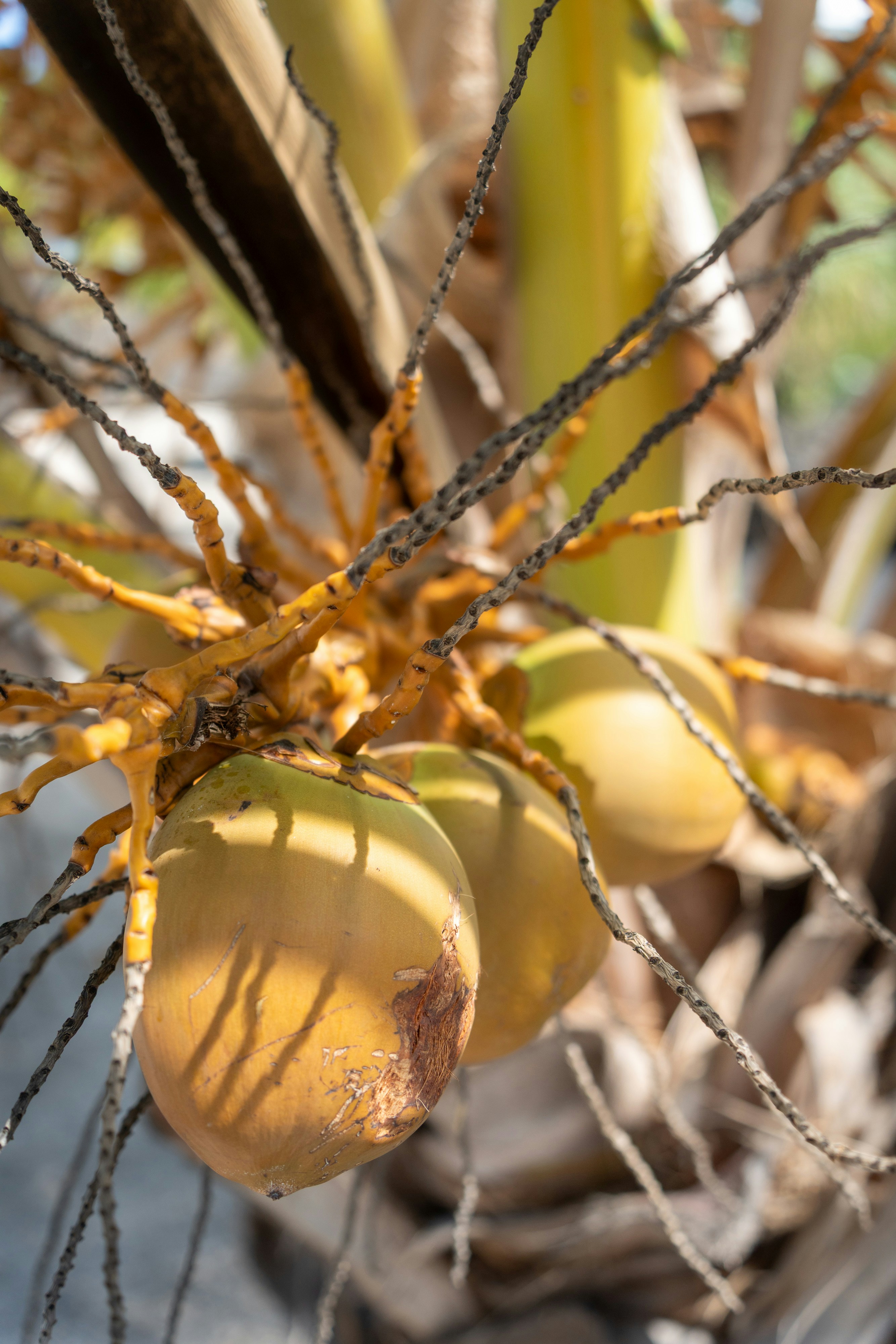 Coconut cluster and frayed husks in midday light