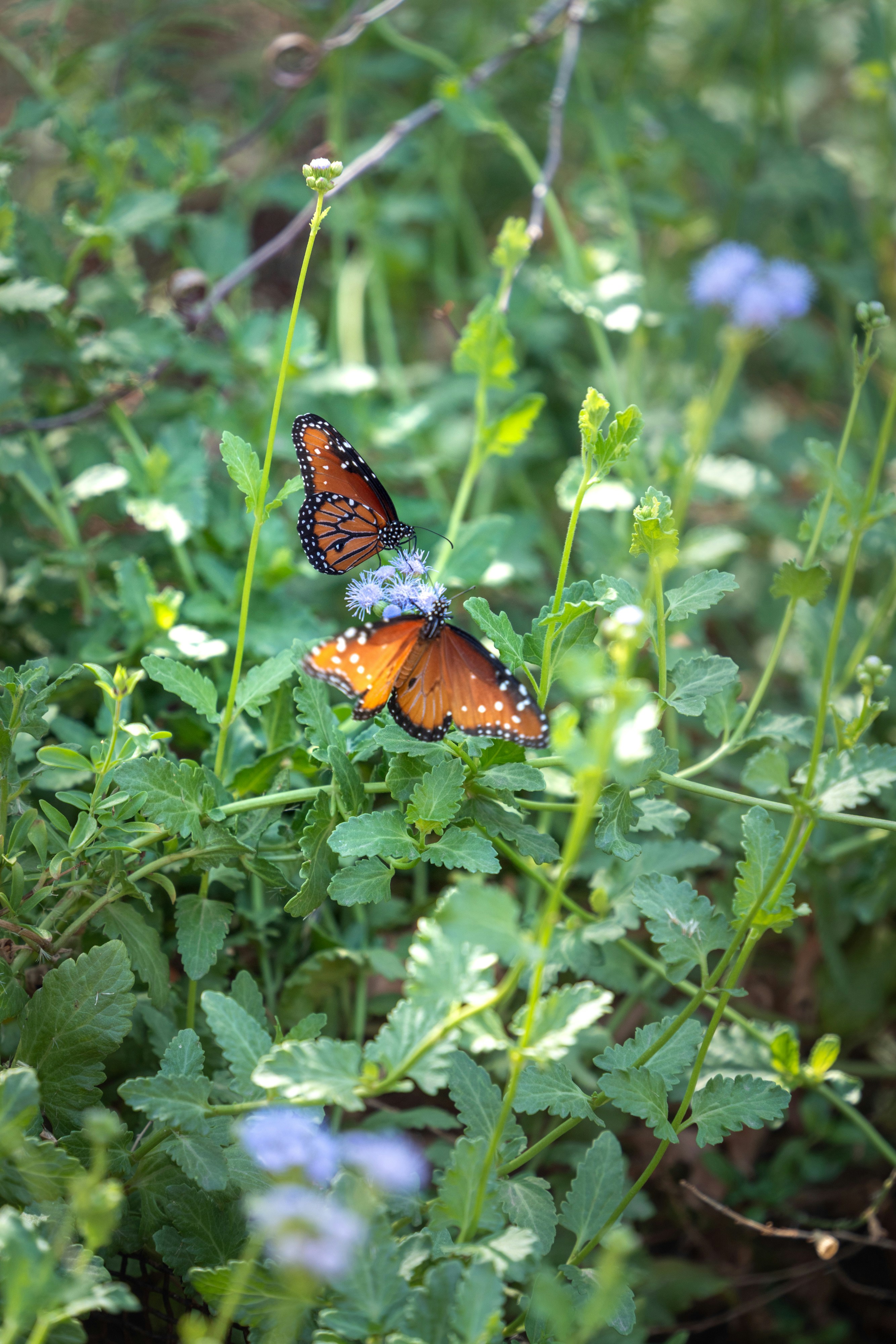 Two Monarchs in Gentle Bloom: A Moment of Quiet in the Garden