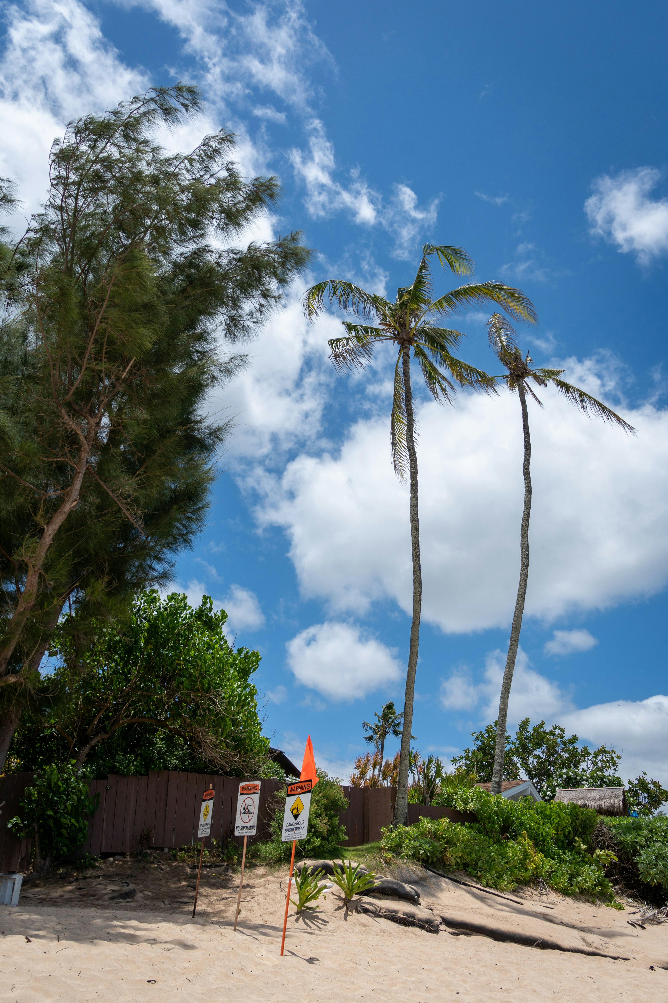 Azure Sky and Palm Sentinels Over a Quiet Beach