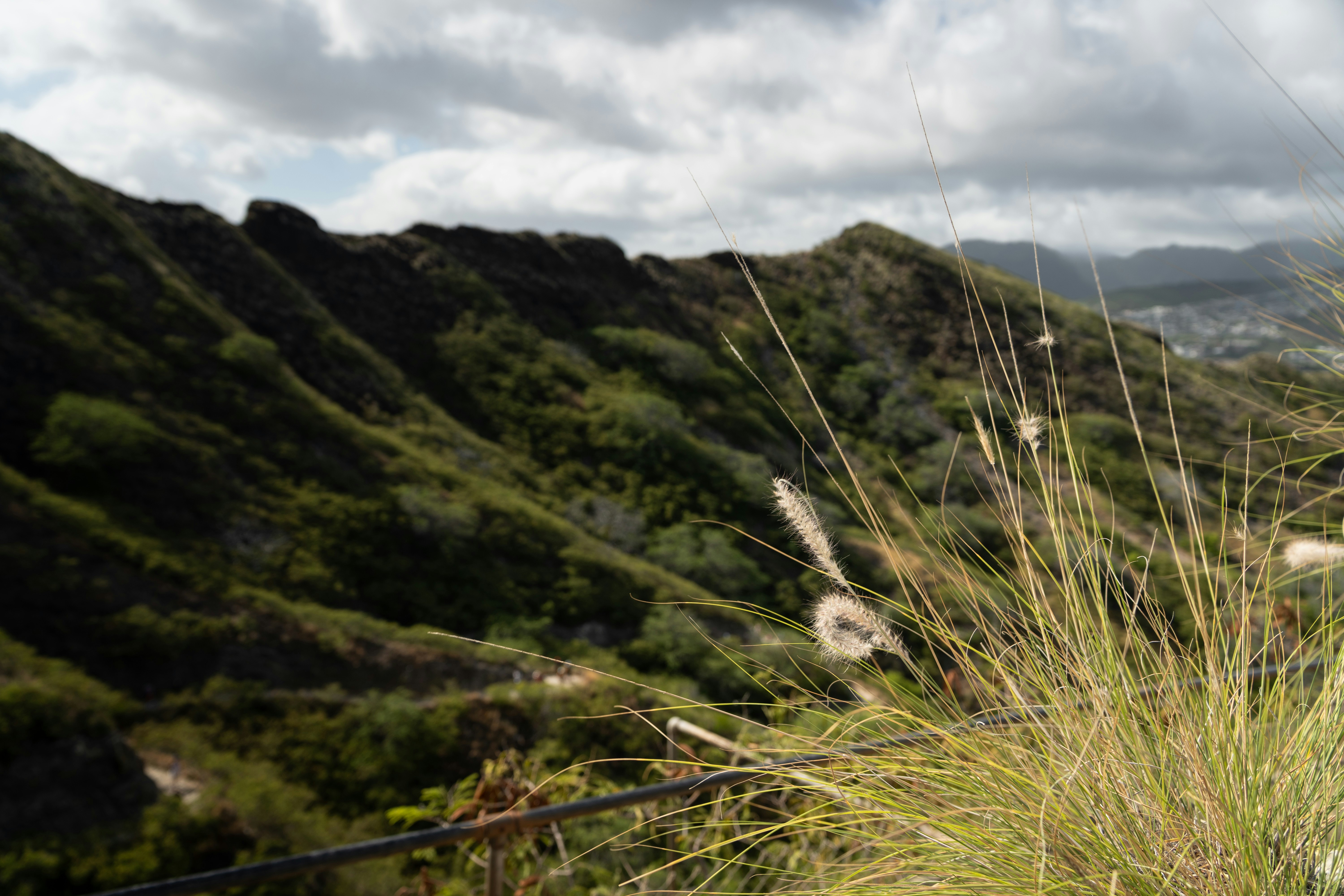Wind-kissed grasses overlook a sweeping hillside