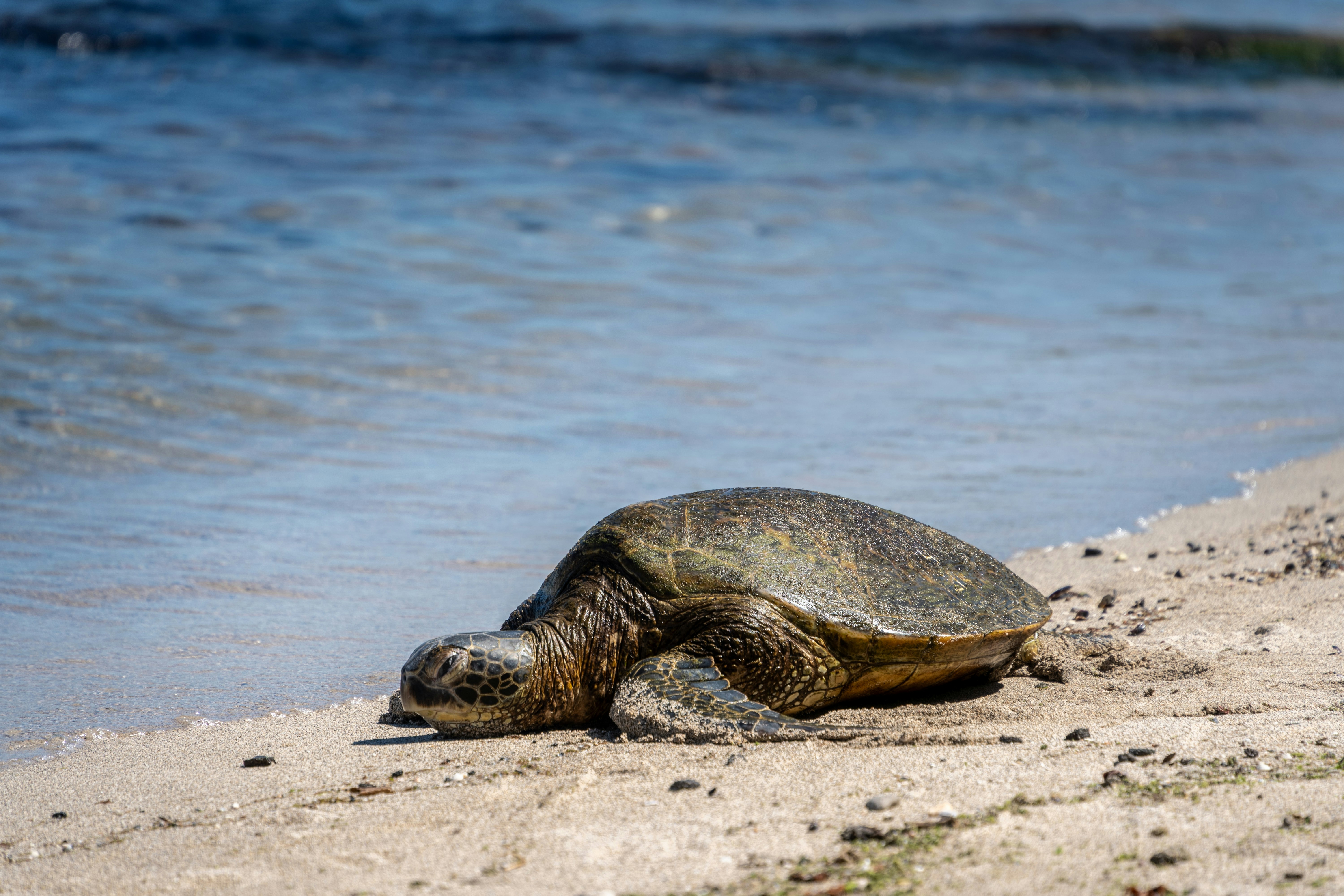 Sunlit Turtle at the Shoreline: A Moment of Rest