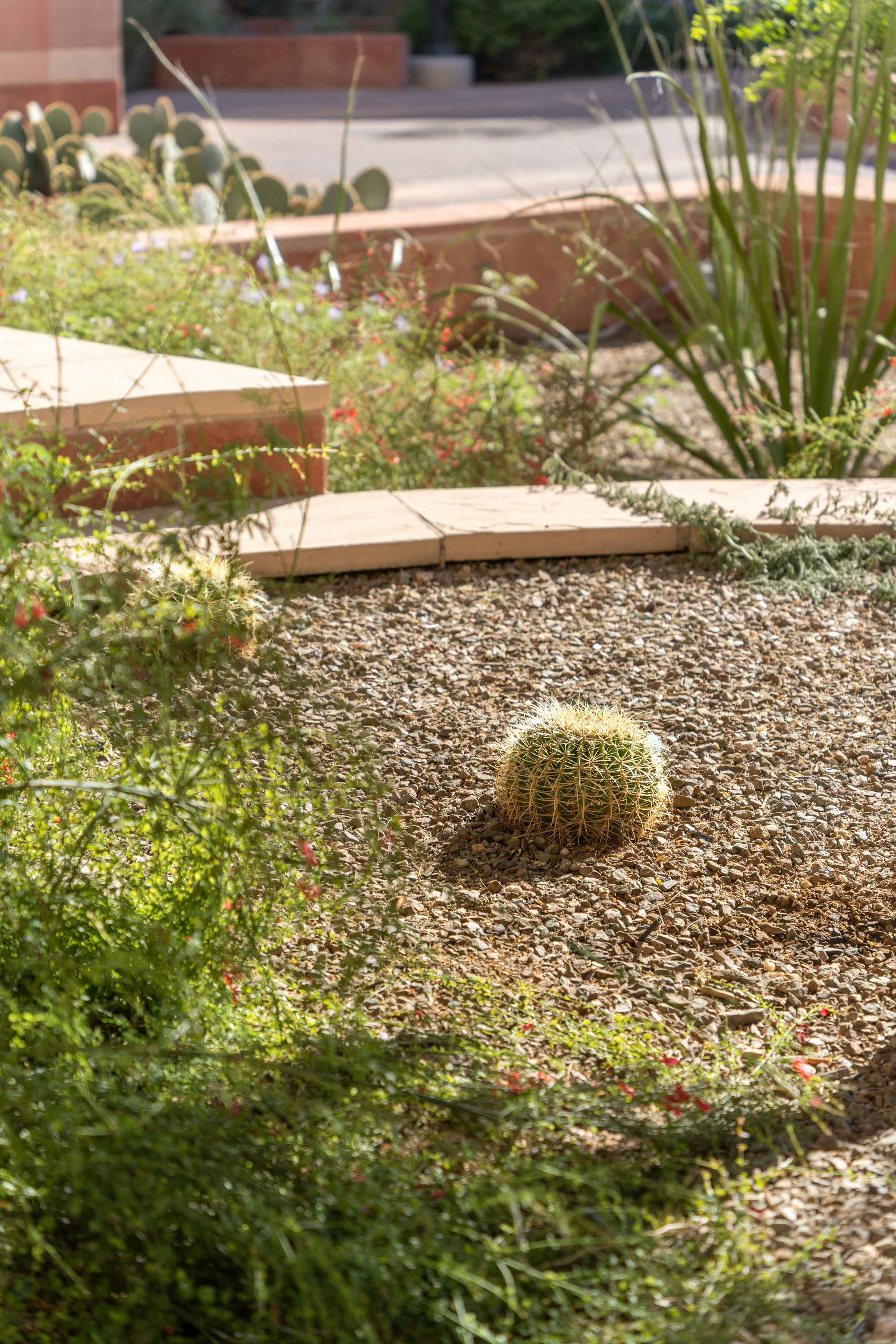 Desert Yard Nook: A solitary cactus amid sunlit gravel and masonry steps