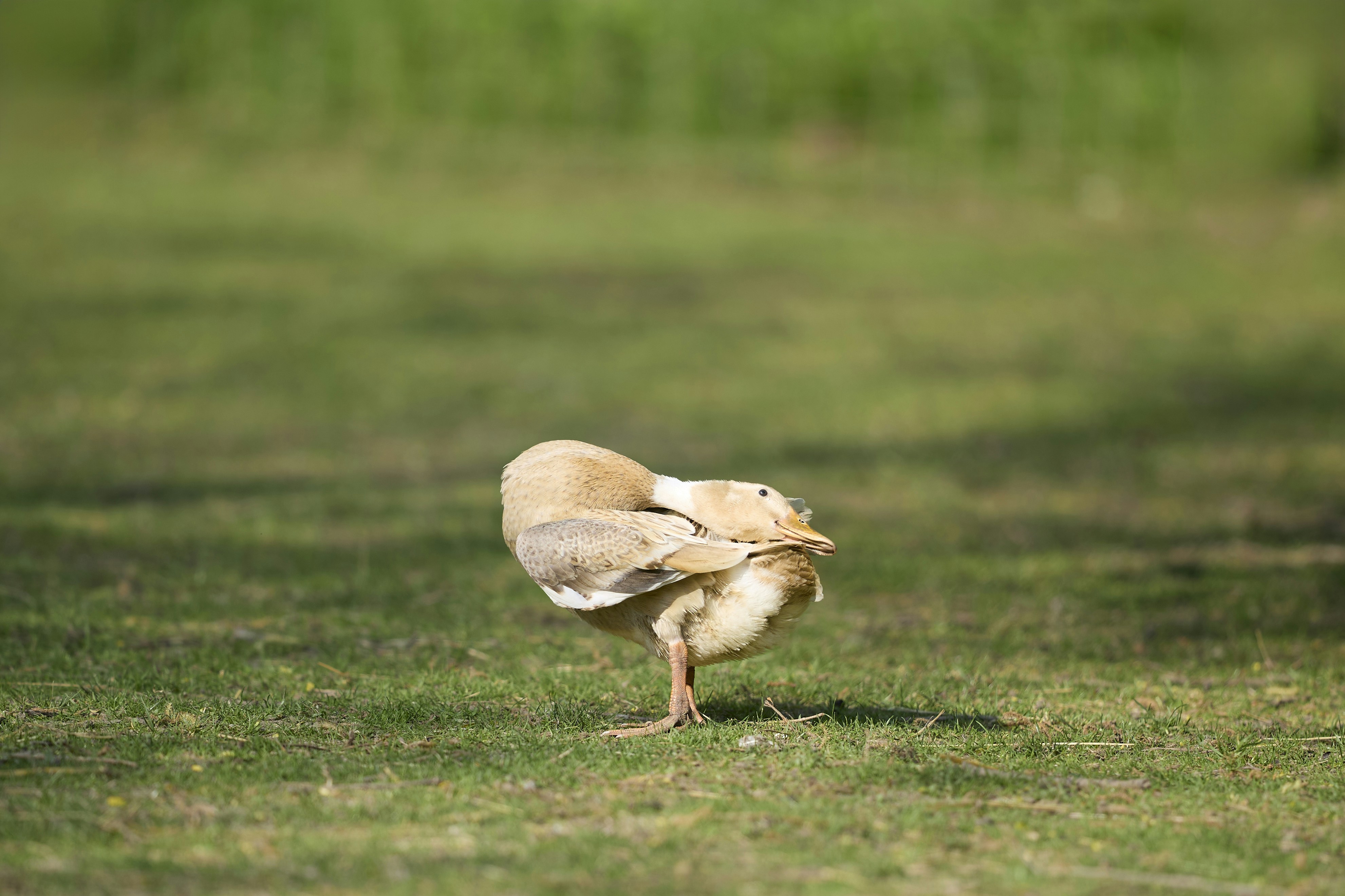 Grounded in Feathered Focus: A Sandhill Duckling in Quiet Grass