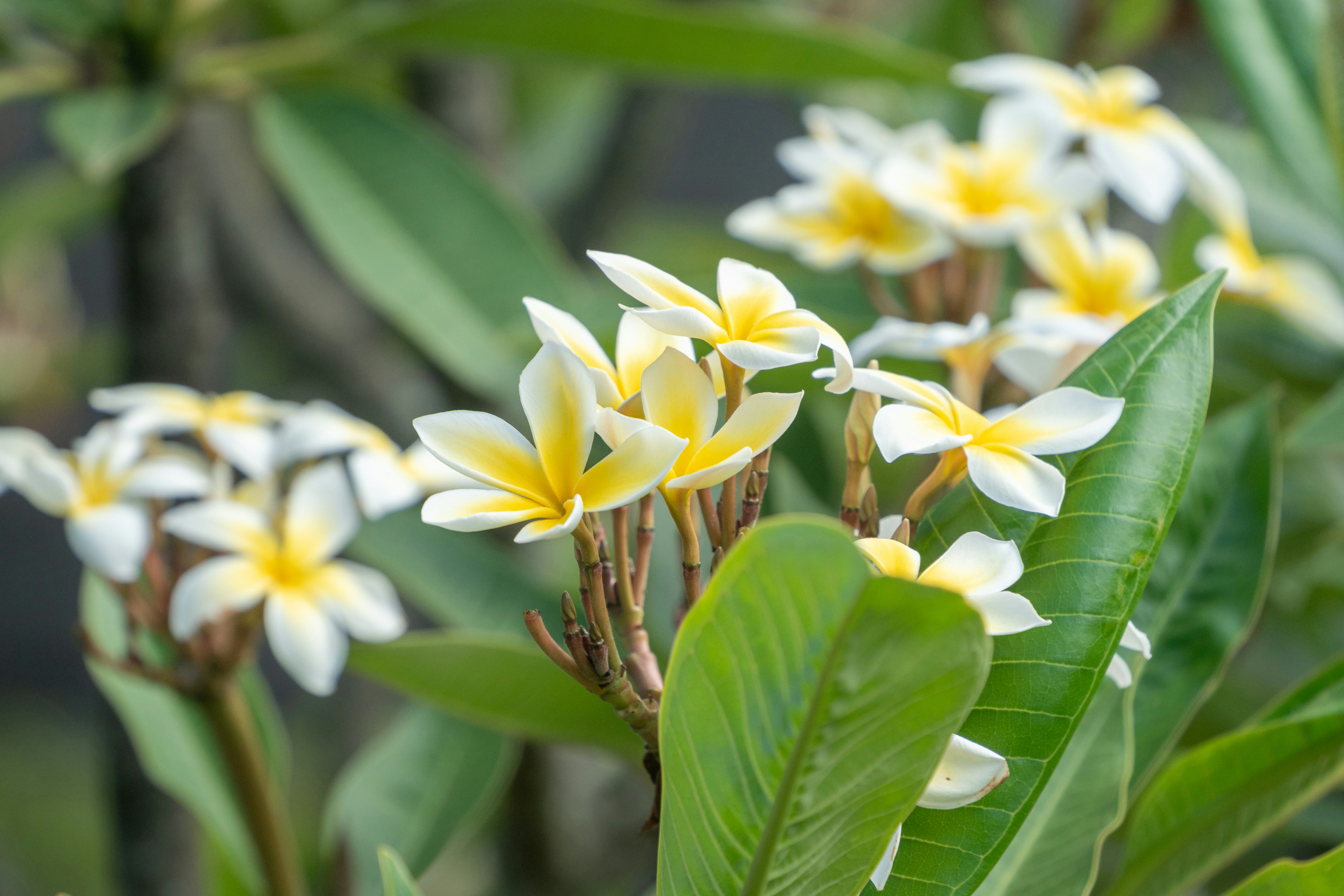 Sunlit Plumeria Cluster: Yellow-White Stars Amid Green Veils