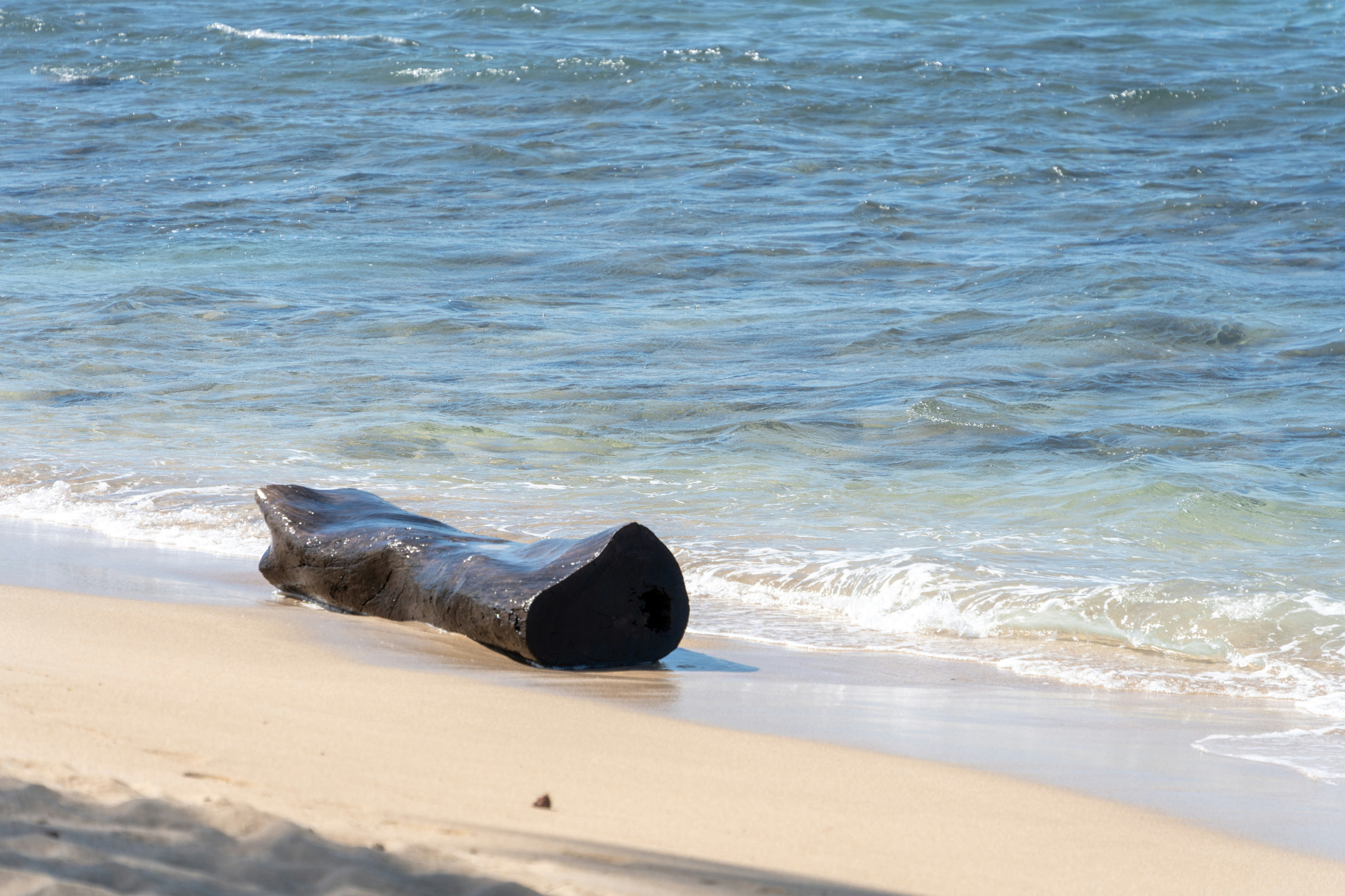Driftwood on the Tide: A Lone Log Resting at the Shore