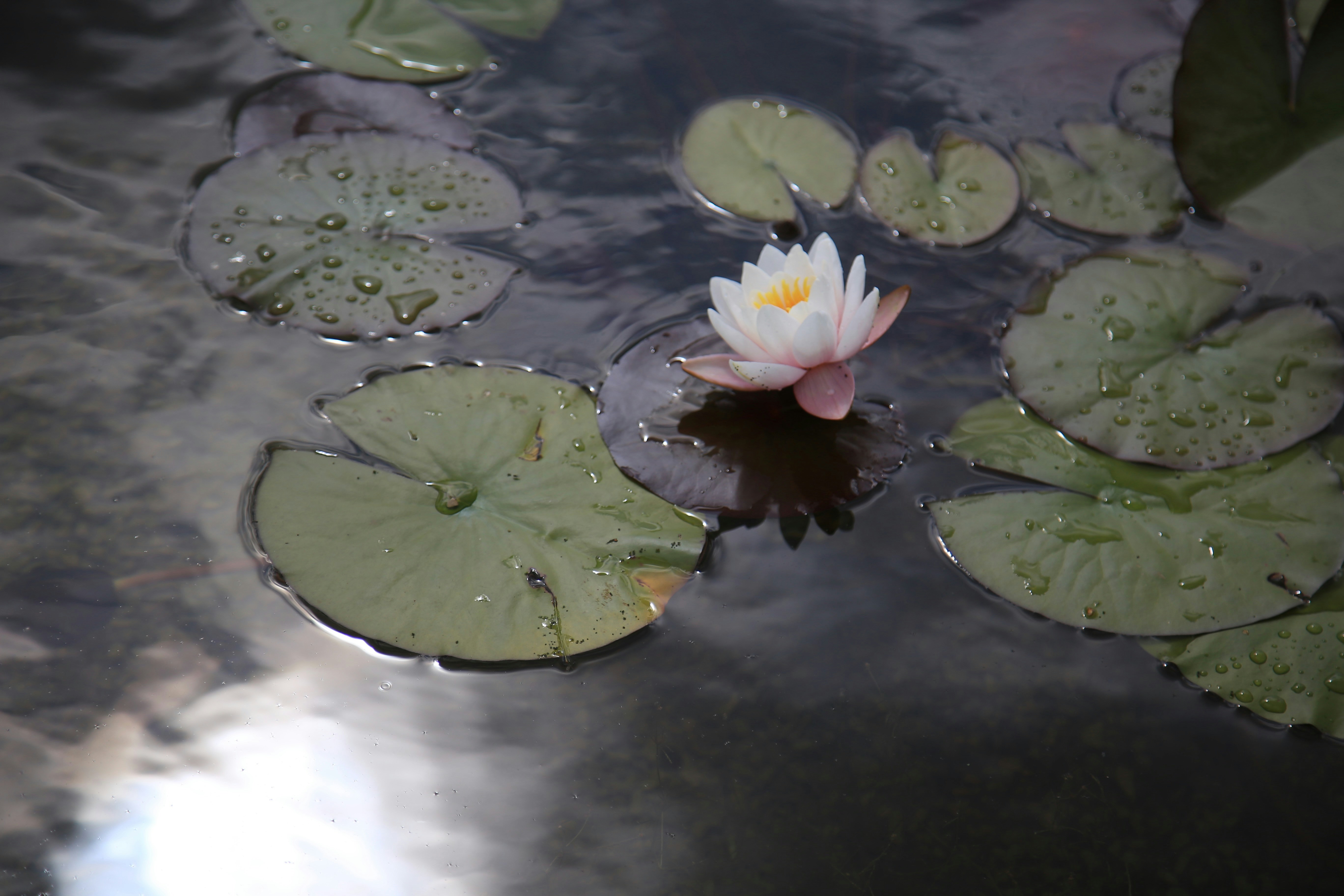 Floating Bloom: A White Waterlily Amidst Calm Reflections