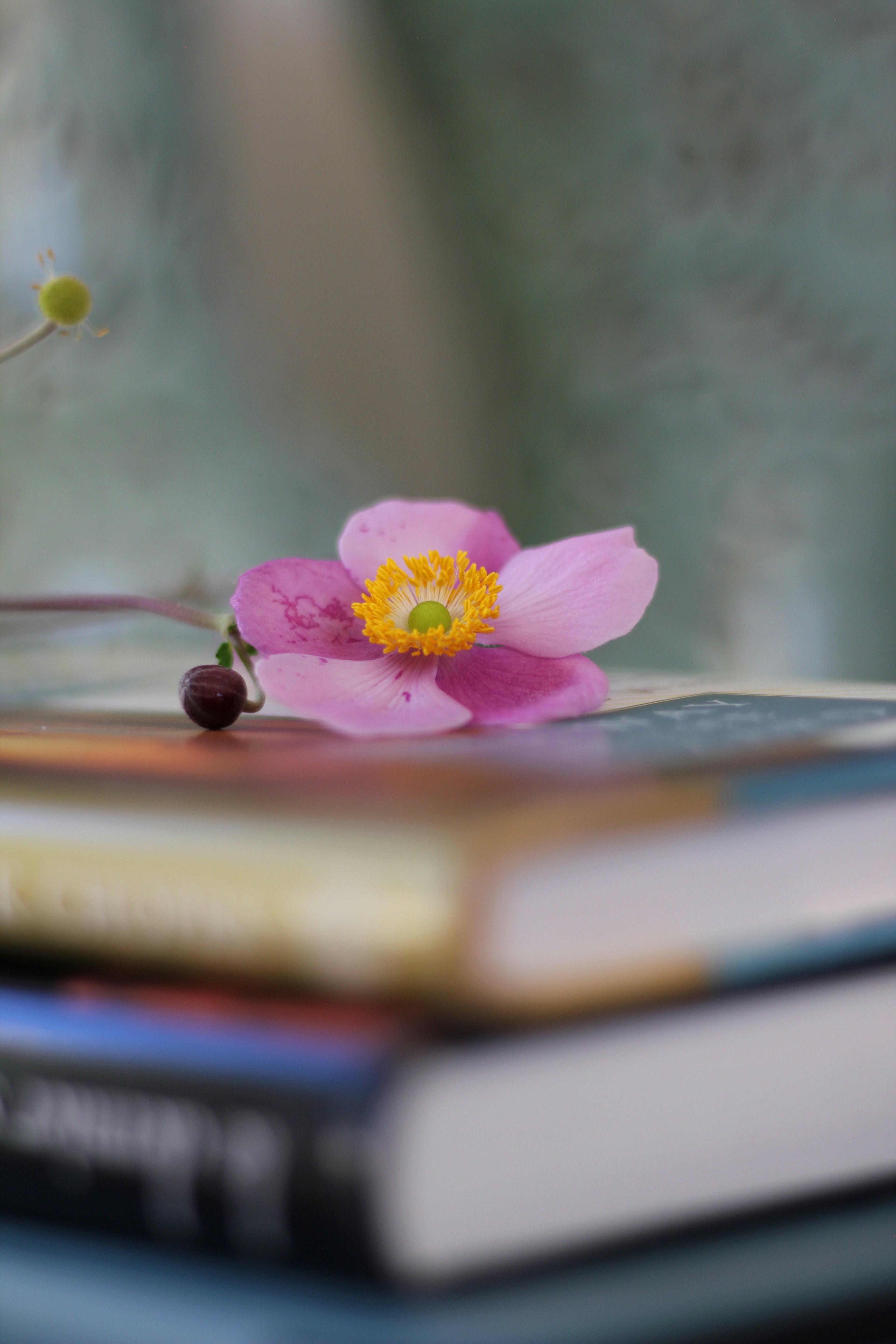 Pink Anemone on a Stacked Shelf of Reads