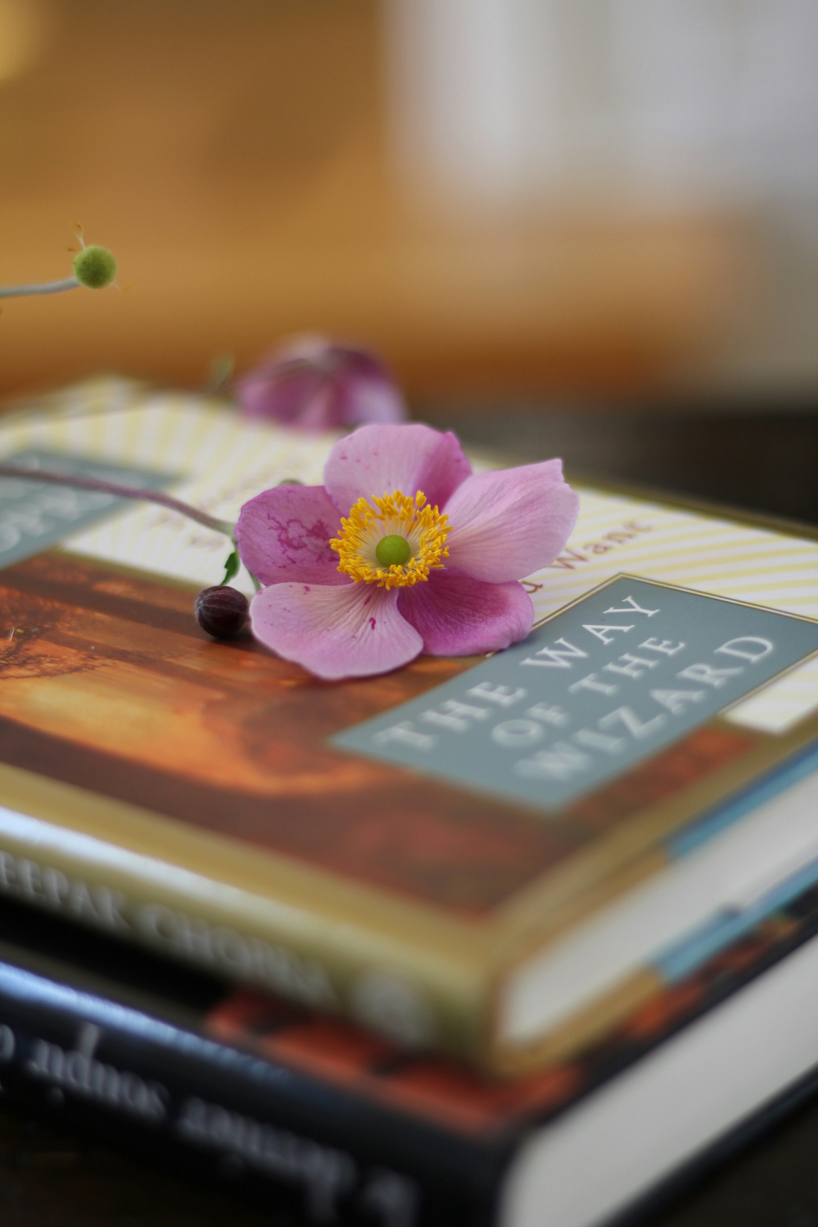 Pink Anemone on a Stack of Books