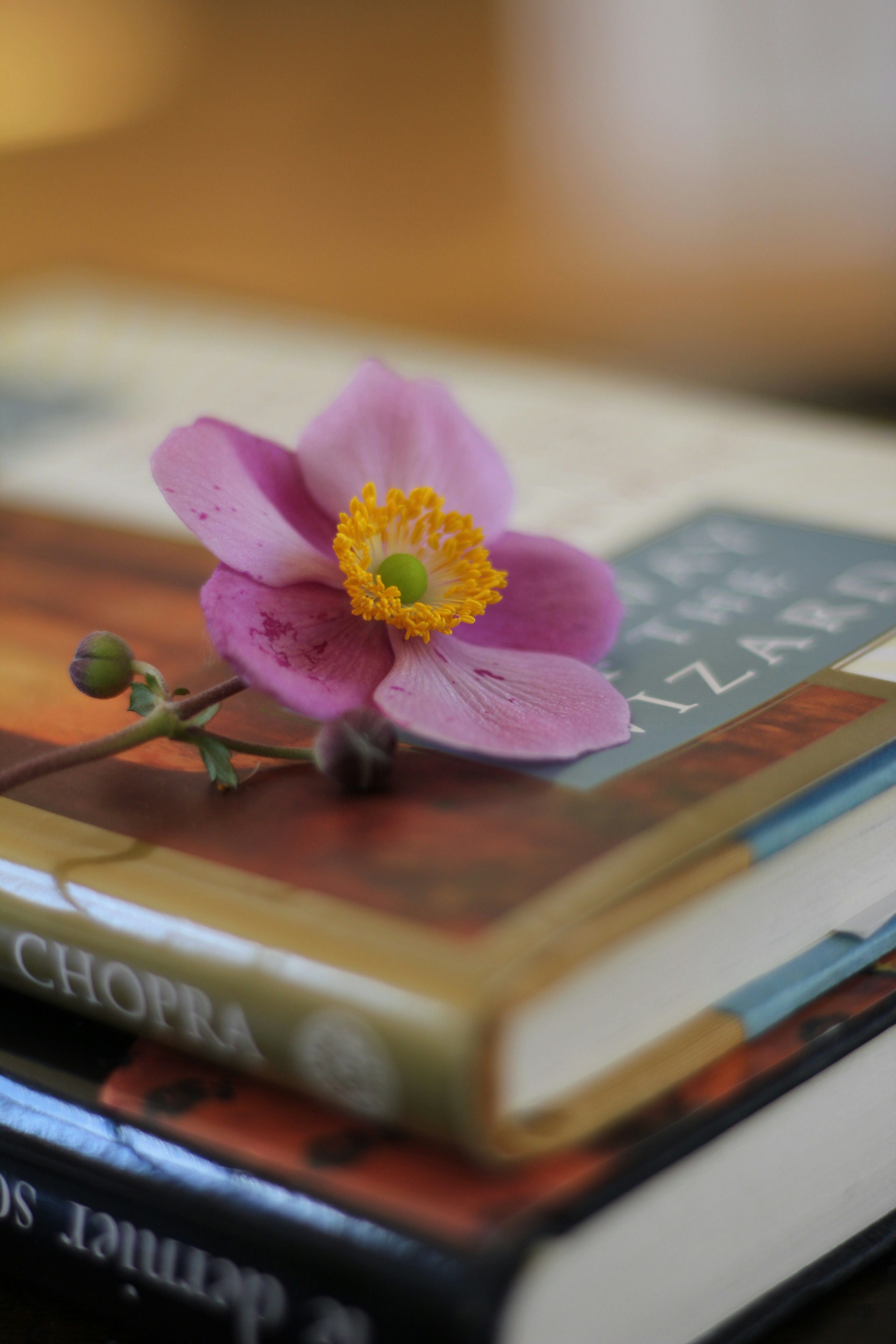 Pink Anemone Resting on a Stack of Travel Guides