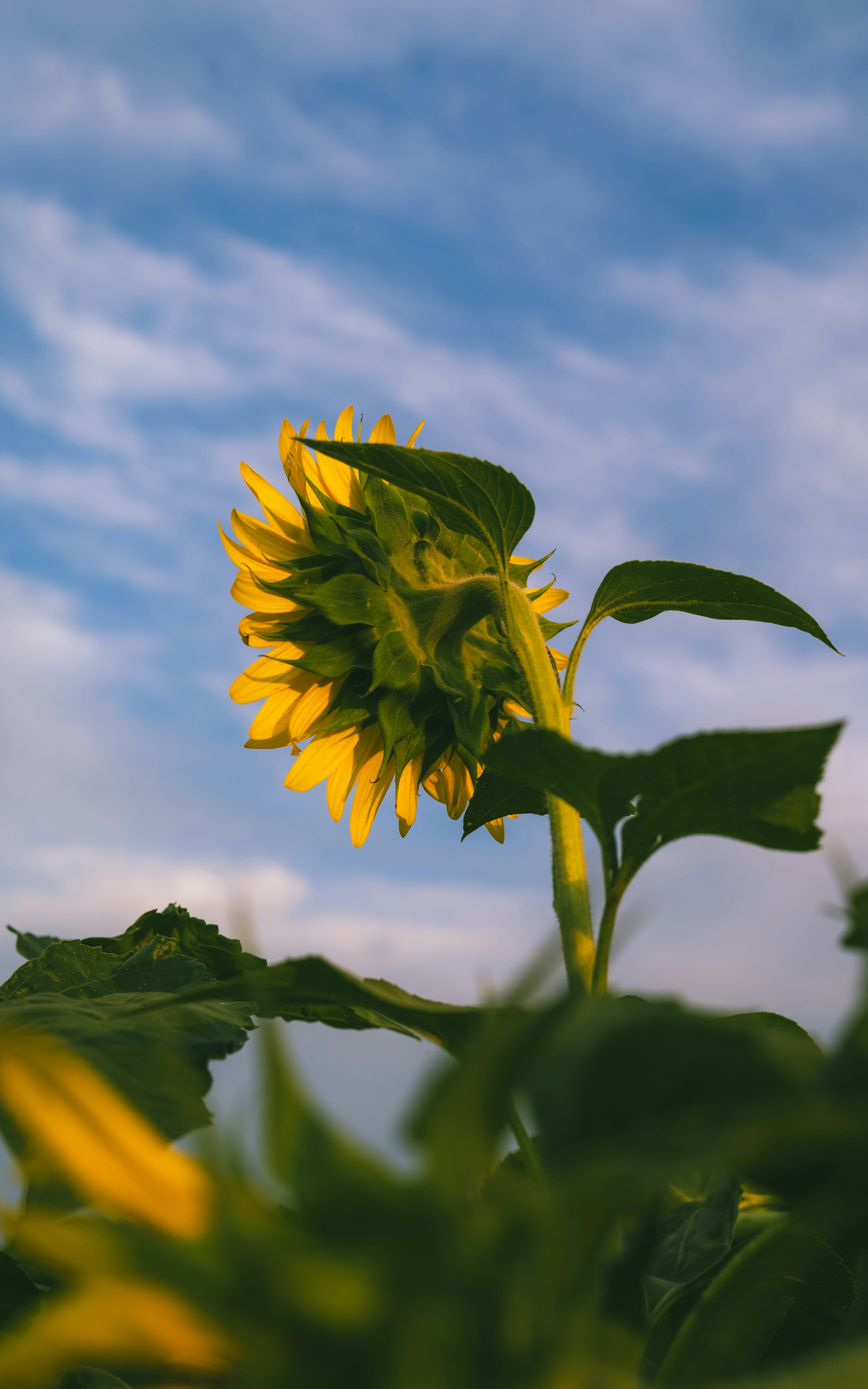 Sunlit Helianthus: a close-up of a sunflower against a wide blue sky